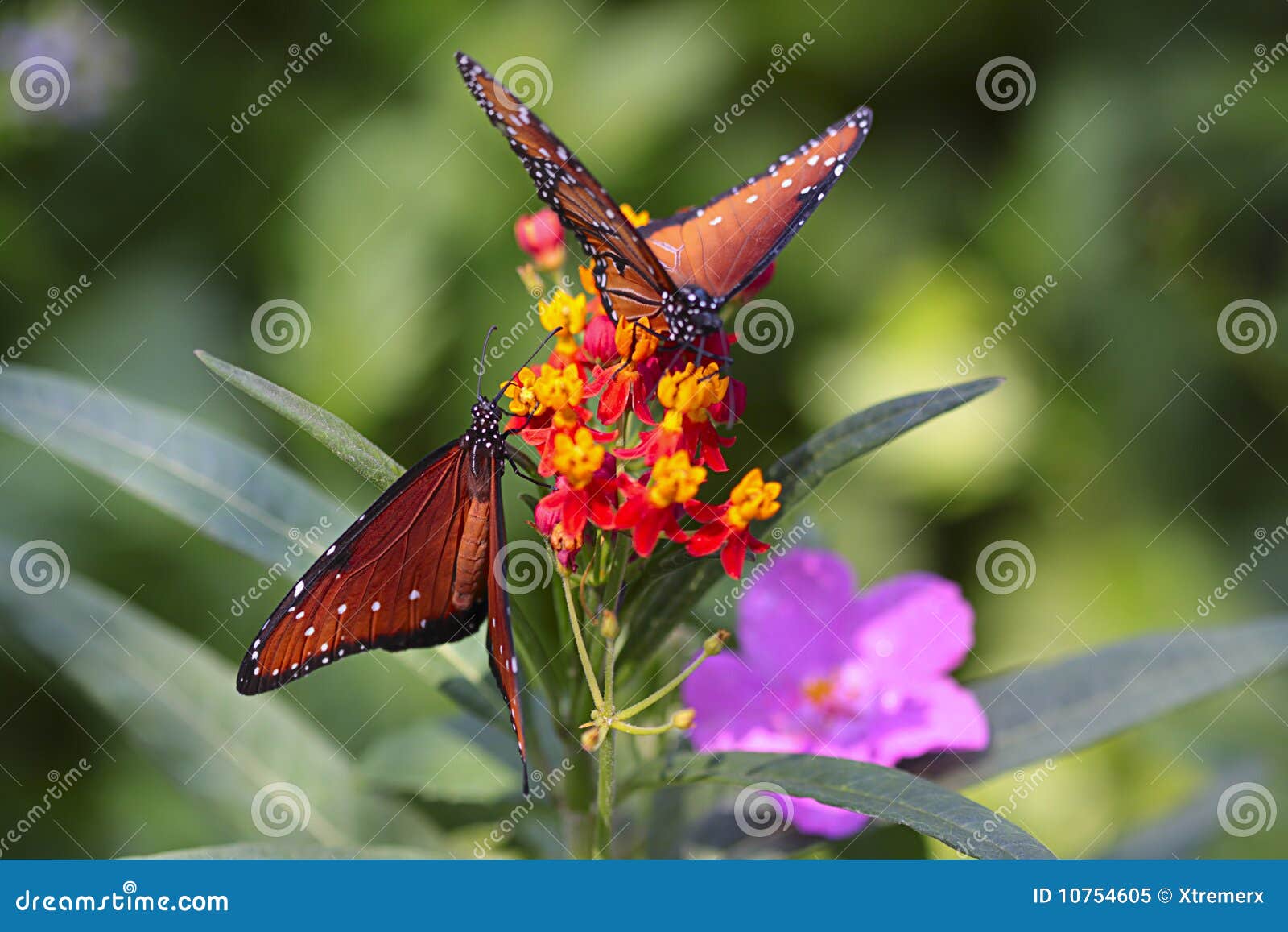 Butterflies in the wild. stock image. Image of monarch - 10754605