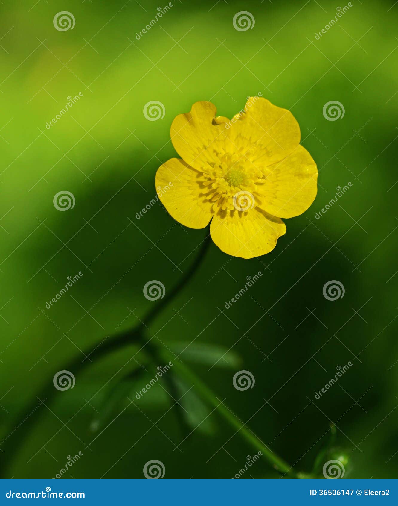 Butterflower stock image. Image of plant, spring, garden - 36506147