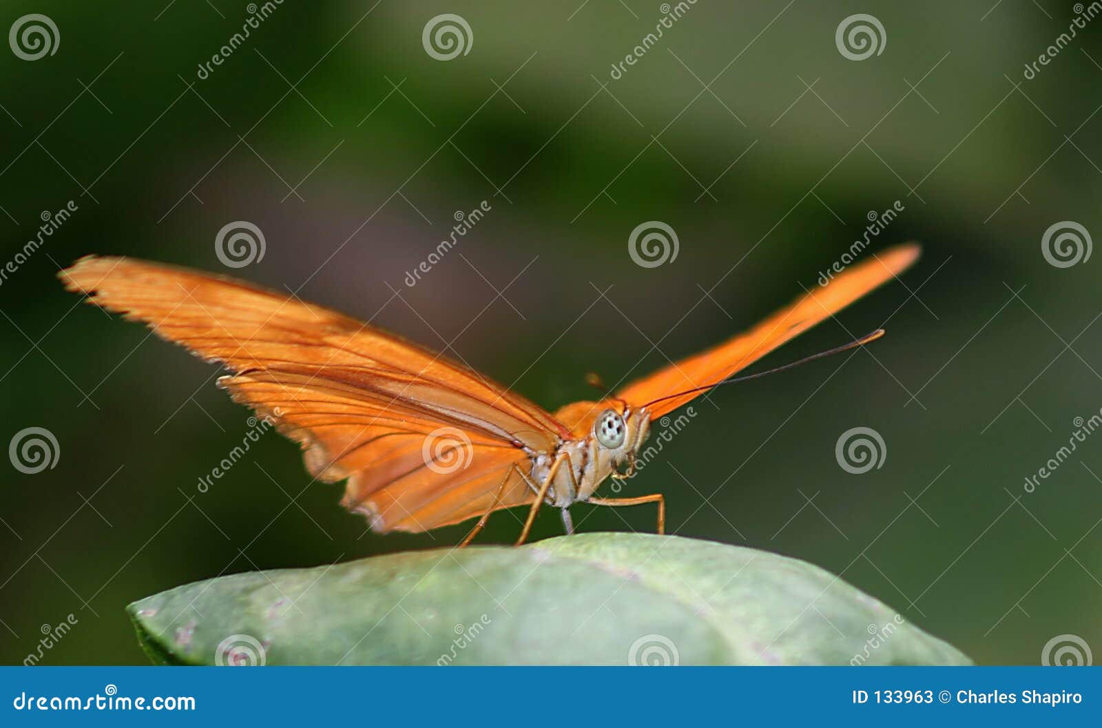 Butterfly 1 stock image. Image of flora, insect, fight - 133963