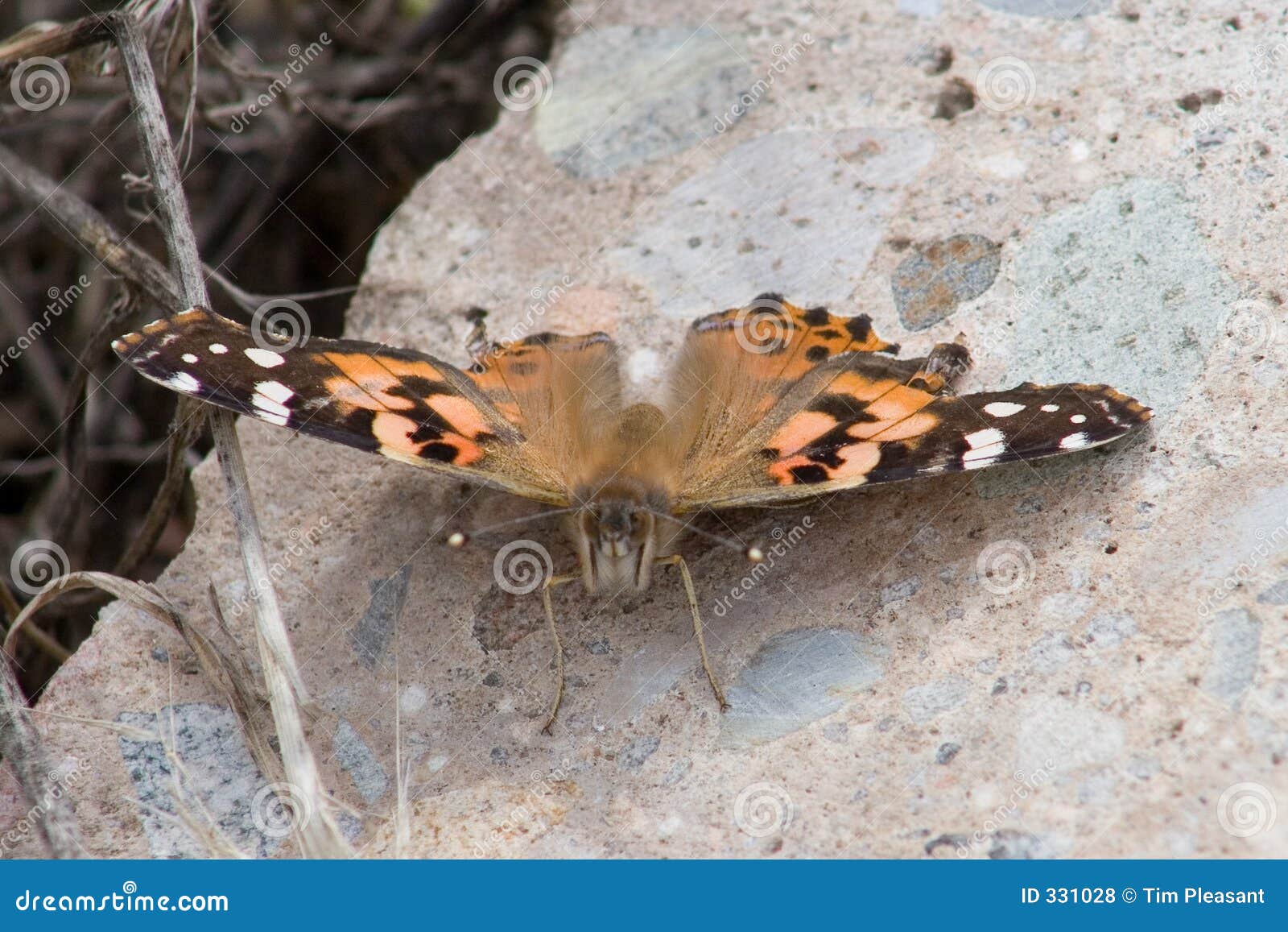 Butterfly 1 stock photo. Image of nature, face, fuzz, outdoors - 331028