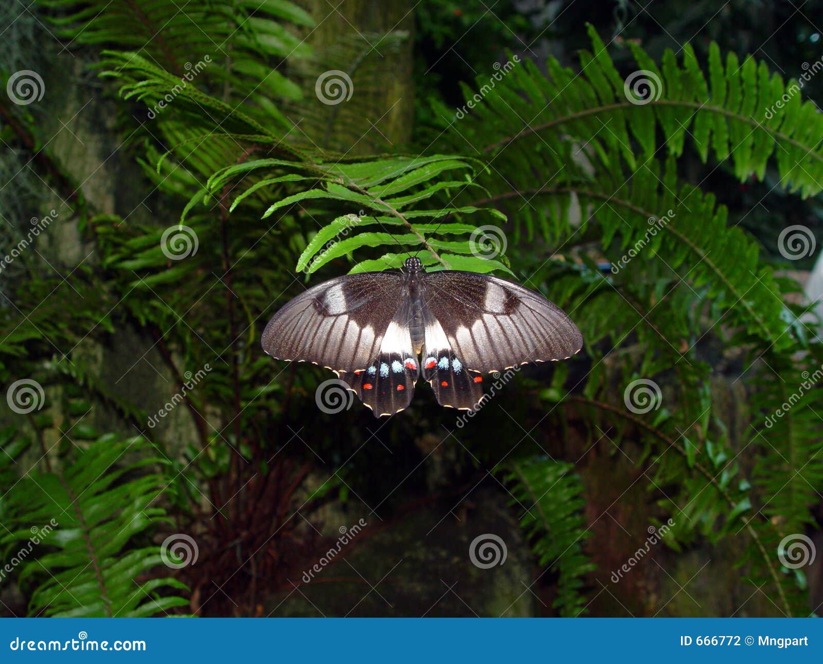 Butterfly 1 stock photo. Image of feelers, animal, grass - 666772