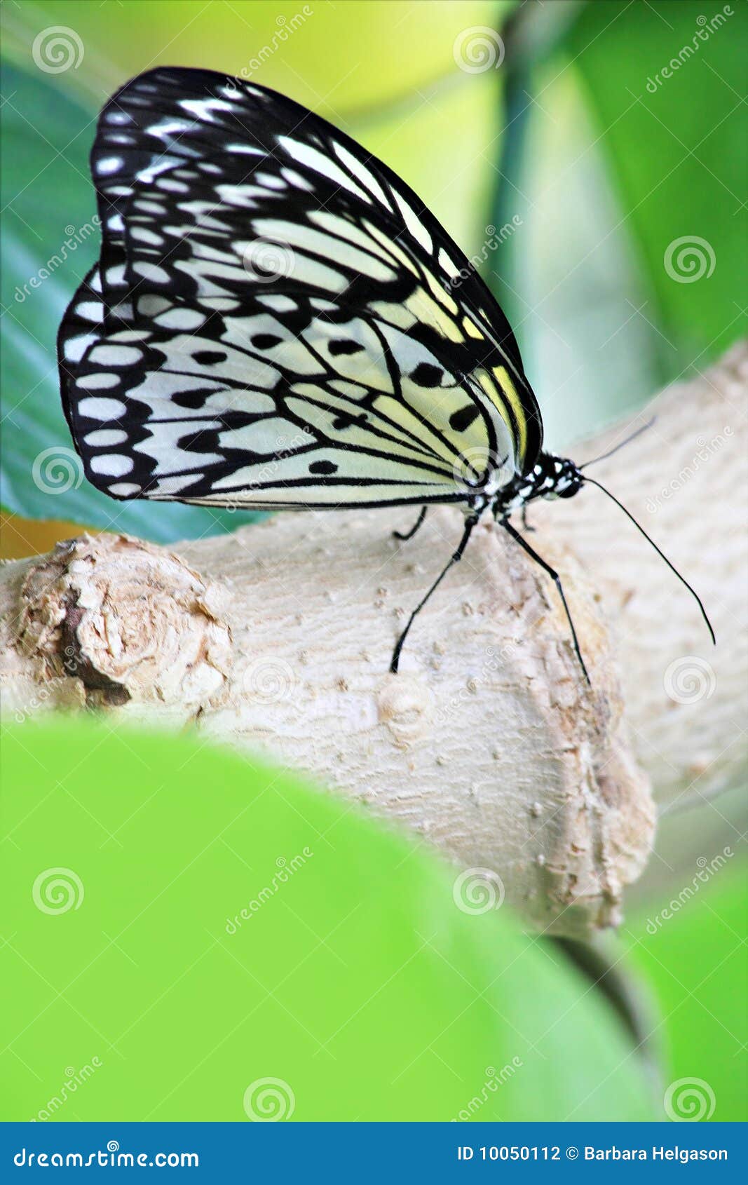 Butterfly stock photo. Image of tropical, feeler, green - 10050112