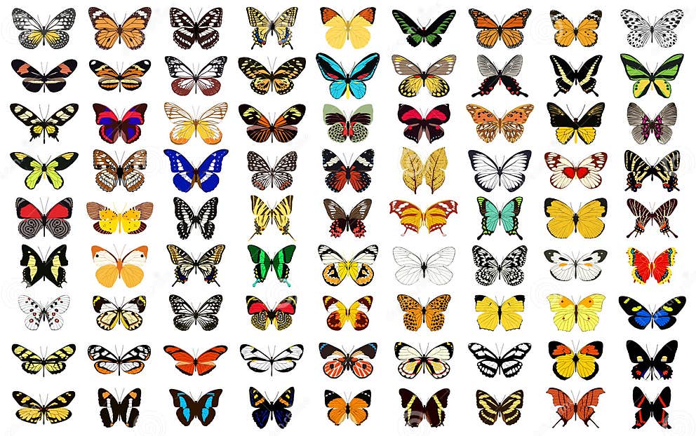 Various butterfly patterns stock vector. Illustration of vector - 10162726
