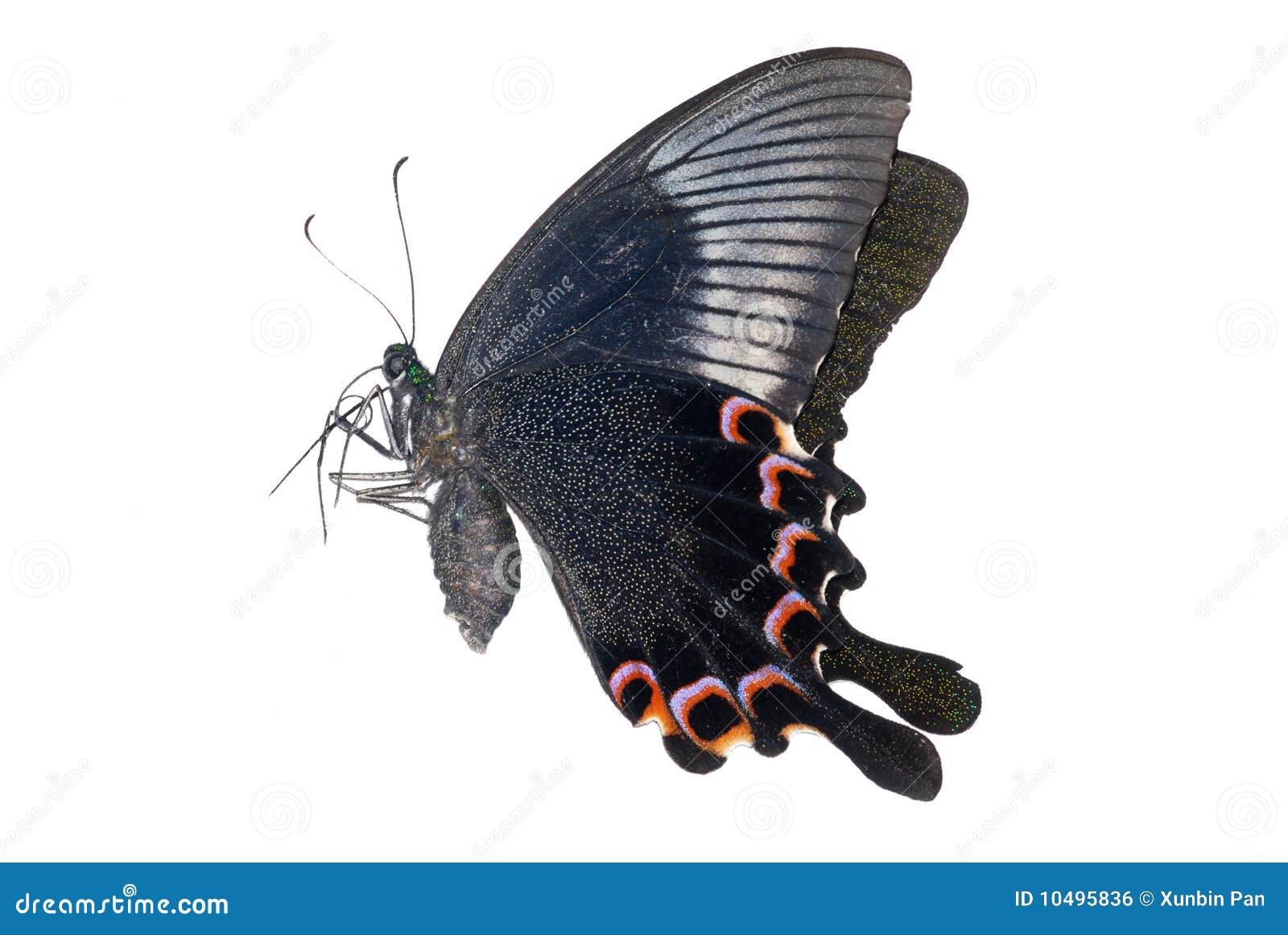 Butterfly stock photo. Image of dazzling, agamemnon, attractive - 10495836