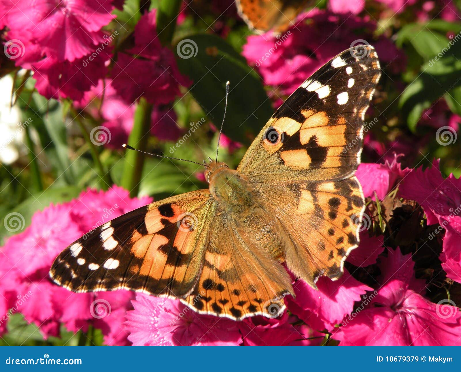 Butterfly stock image. Image of carnation, colorful, botany - 10679379