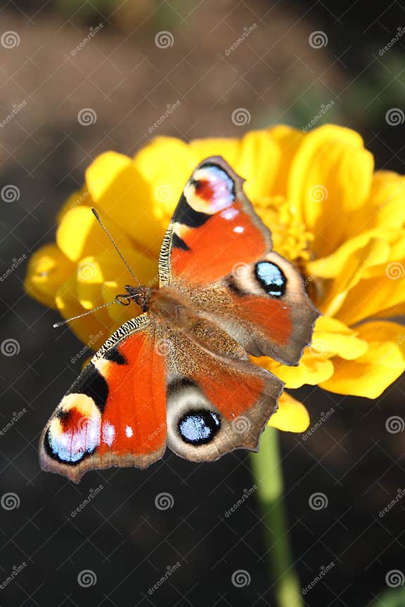 Butterfly stock image. Image of grass, feelers, fauna - 11001081