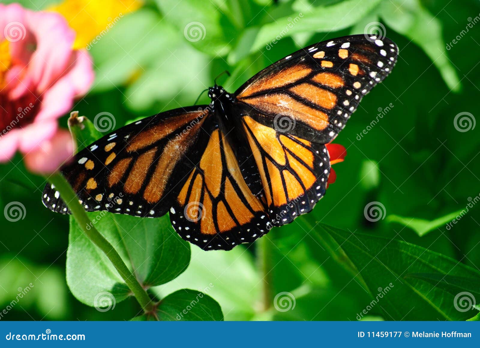 Butterfly stock image. Image of flower, leaves, wings - 11459177