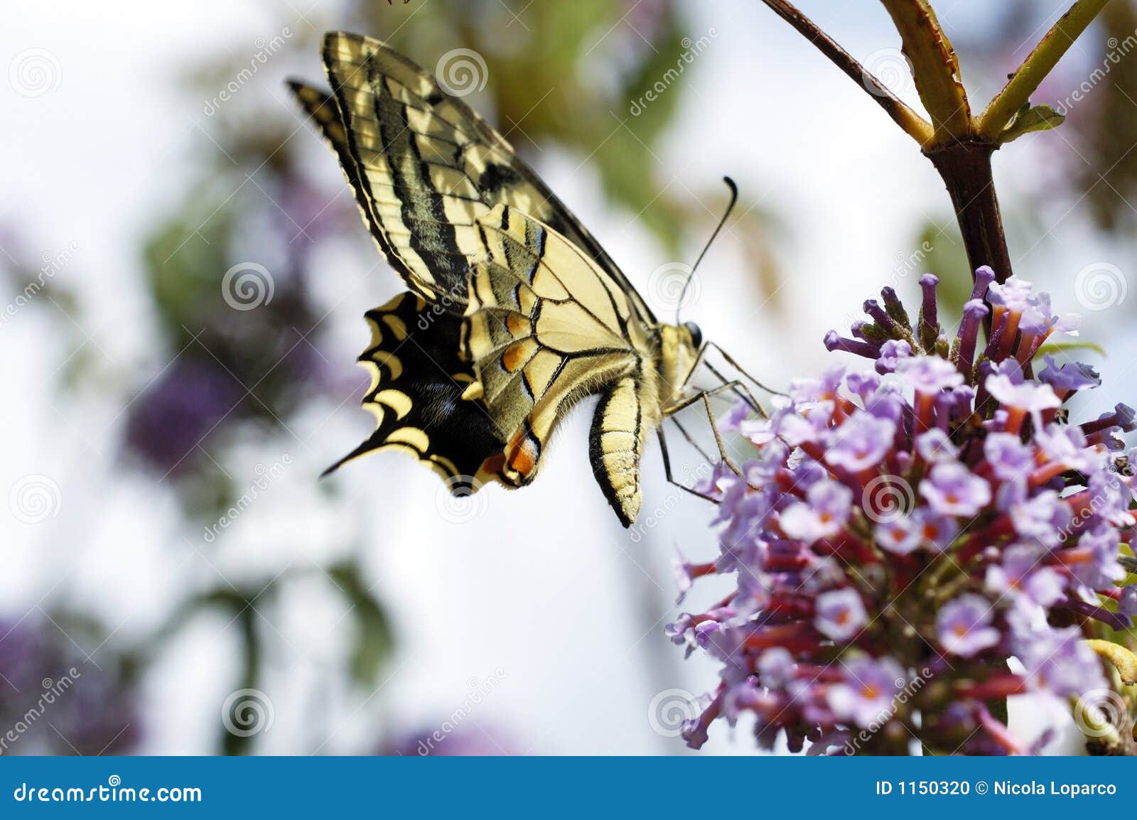 Butterfly stock photo. Image of agamemnon, feelers, garden - 1150320
