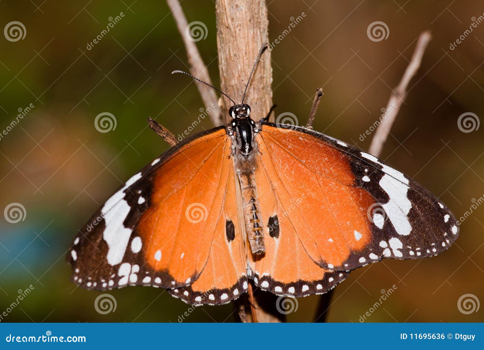Butterfly stock photo. Image of natural, delicate, light - 11695636