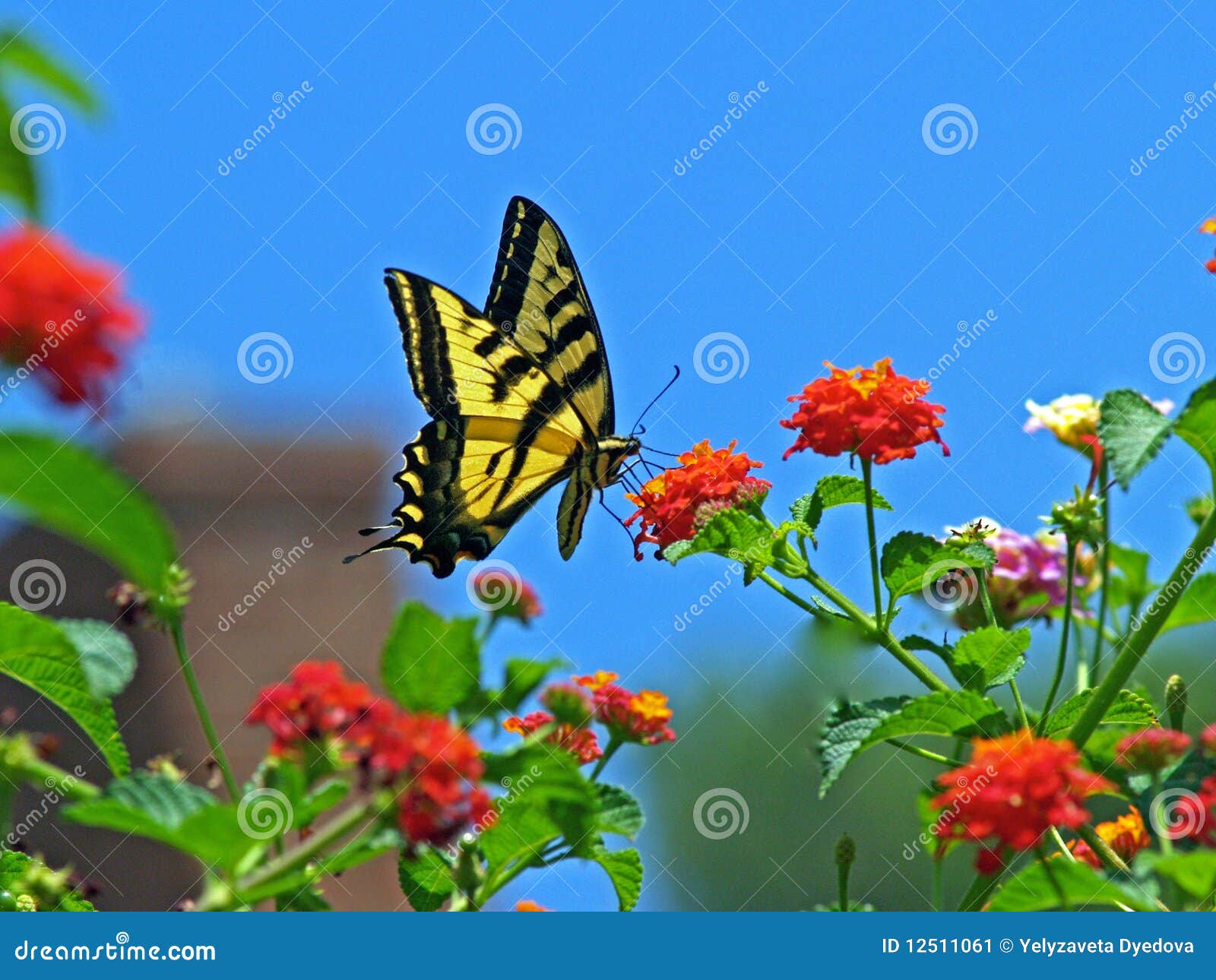 Butterfly stock image. Image of flowers, nature, beautiful - 12511061
