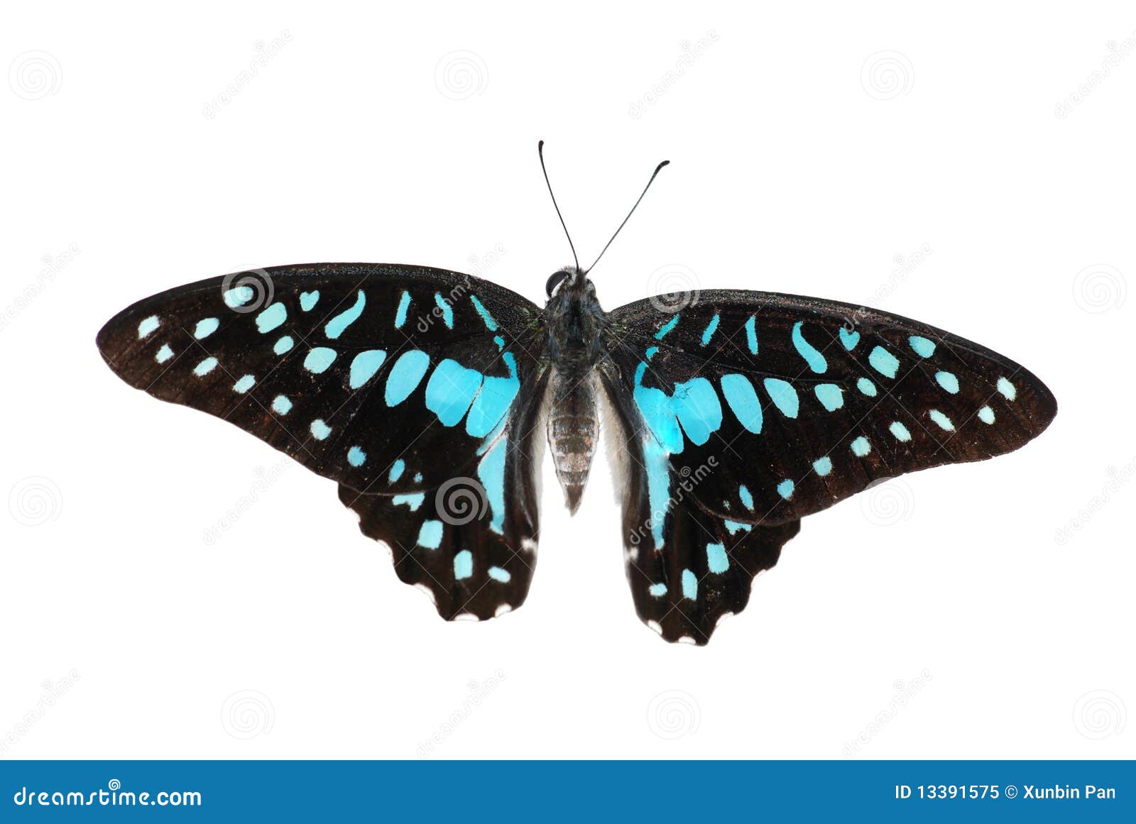 Butterfly stock image. Image of delightful, collection - 13391575