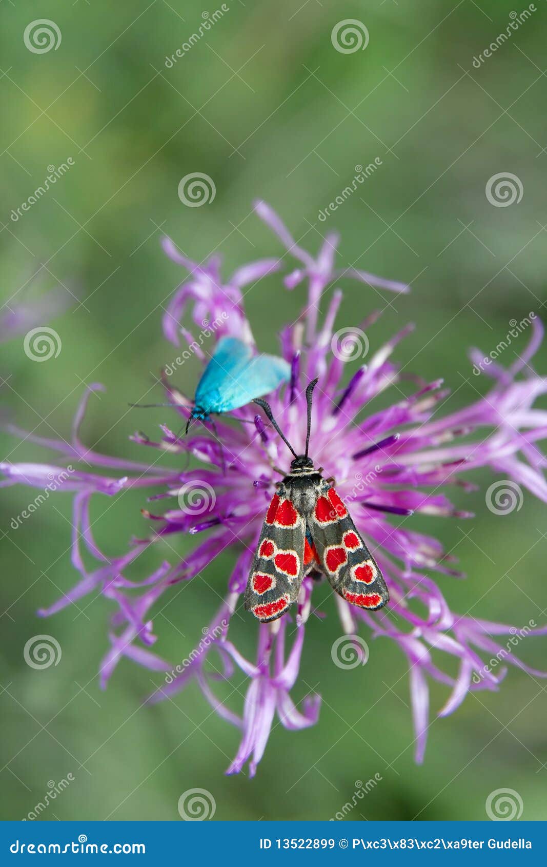 Butterfly stock image. Image of zygaena, daylight, insect - 13522899