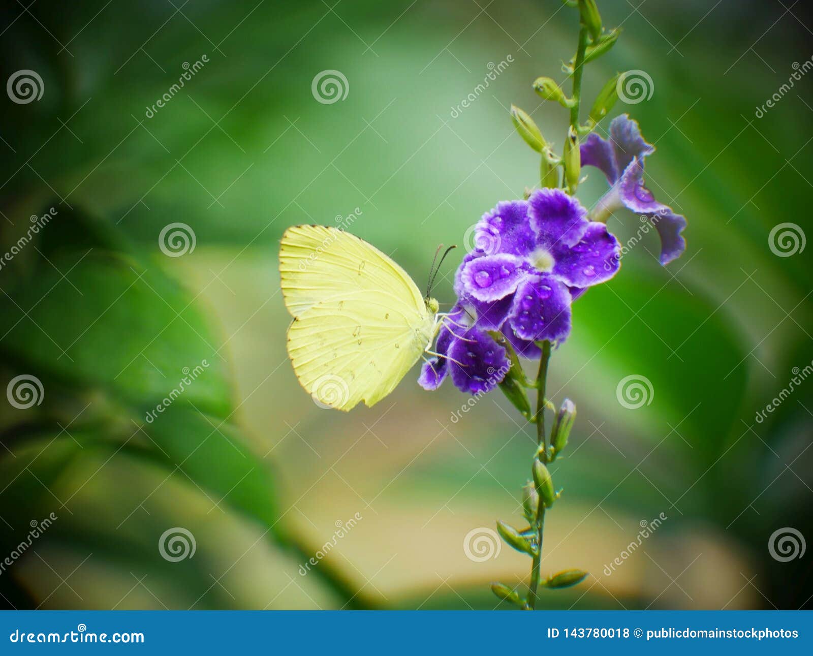 Butterfly Picture. Image: 143780018