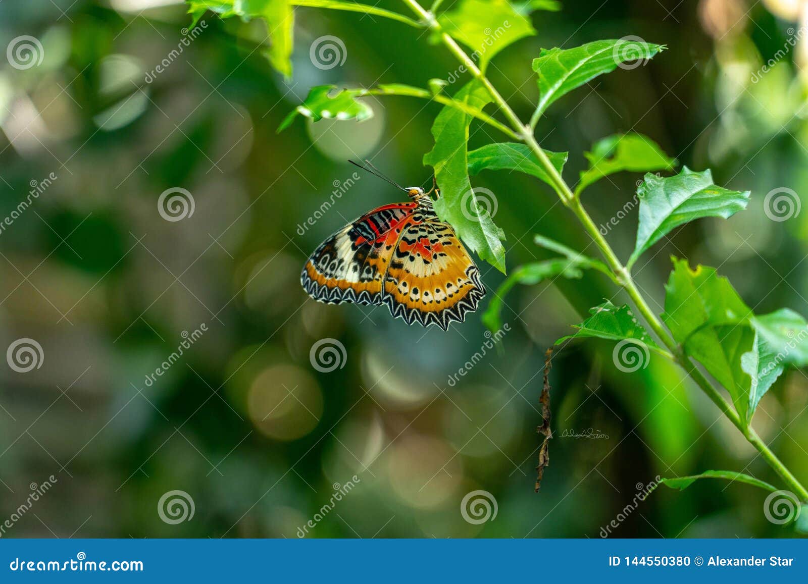 Butterfly Resting on a Leaf Stock Photo - Image of nature, reflex ...