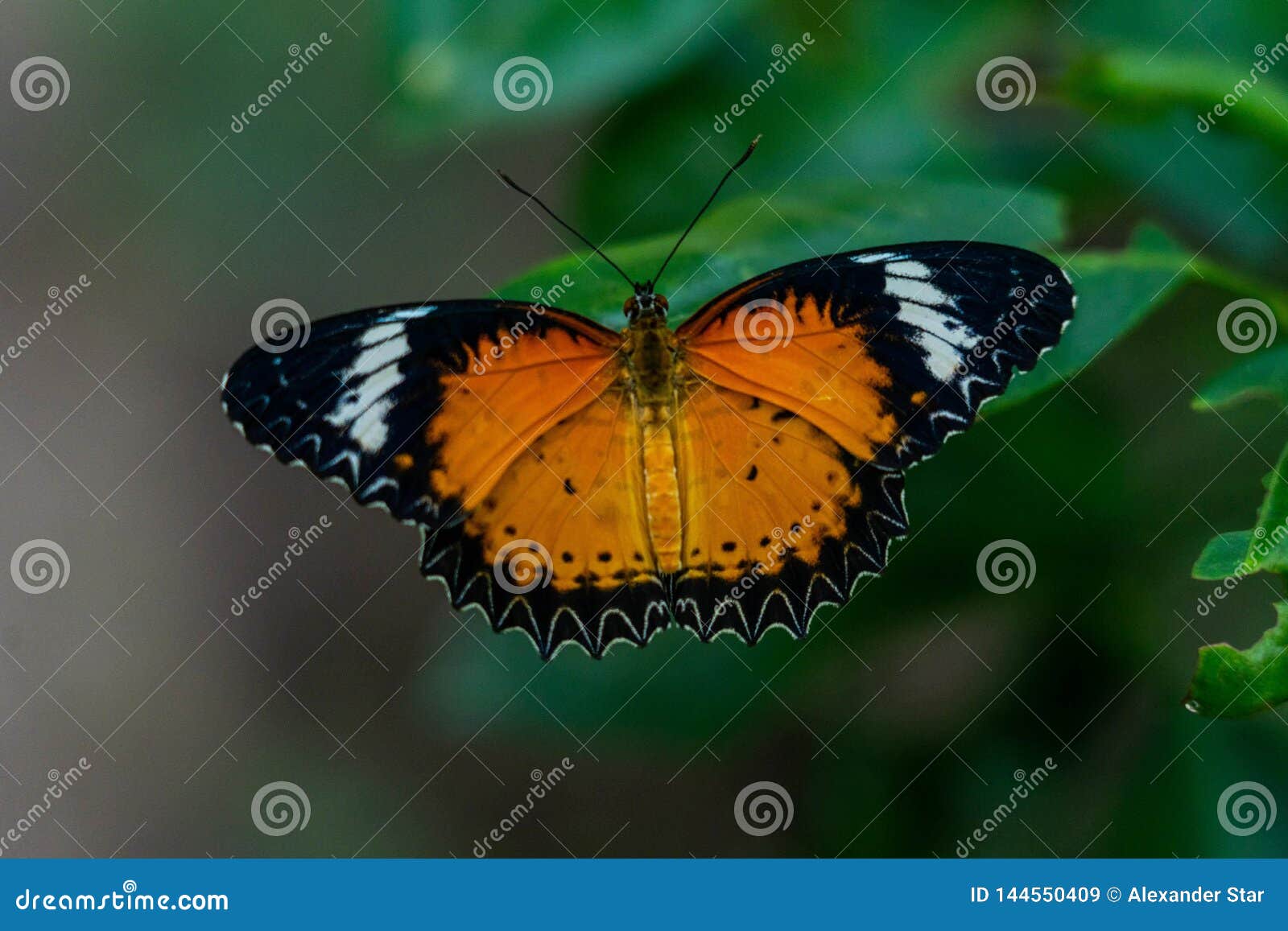 Butterfly Opening it`s Wings Resting Stock Image - Image of branch ...
