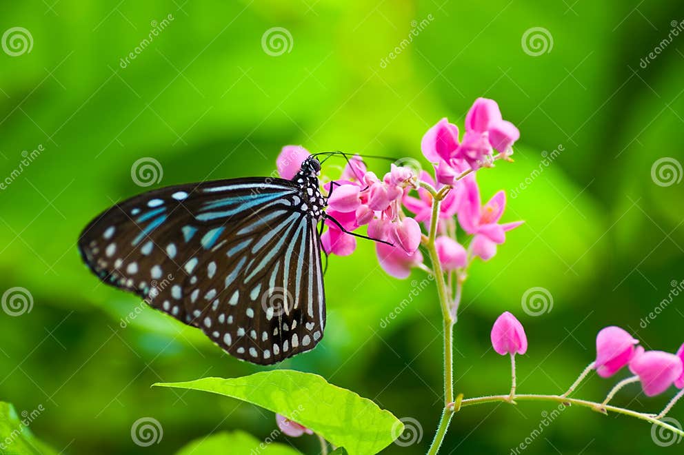 Butterfly stock image. Image of nature, wing, beautiful - 15306329