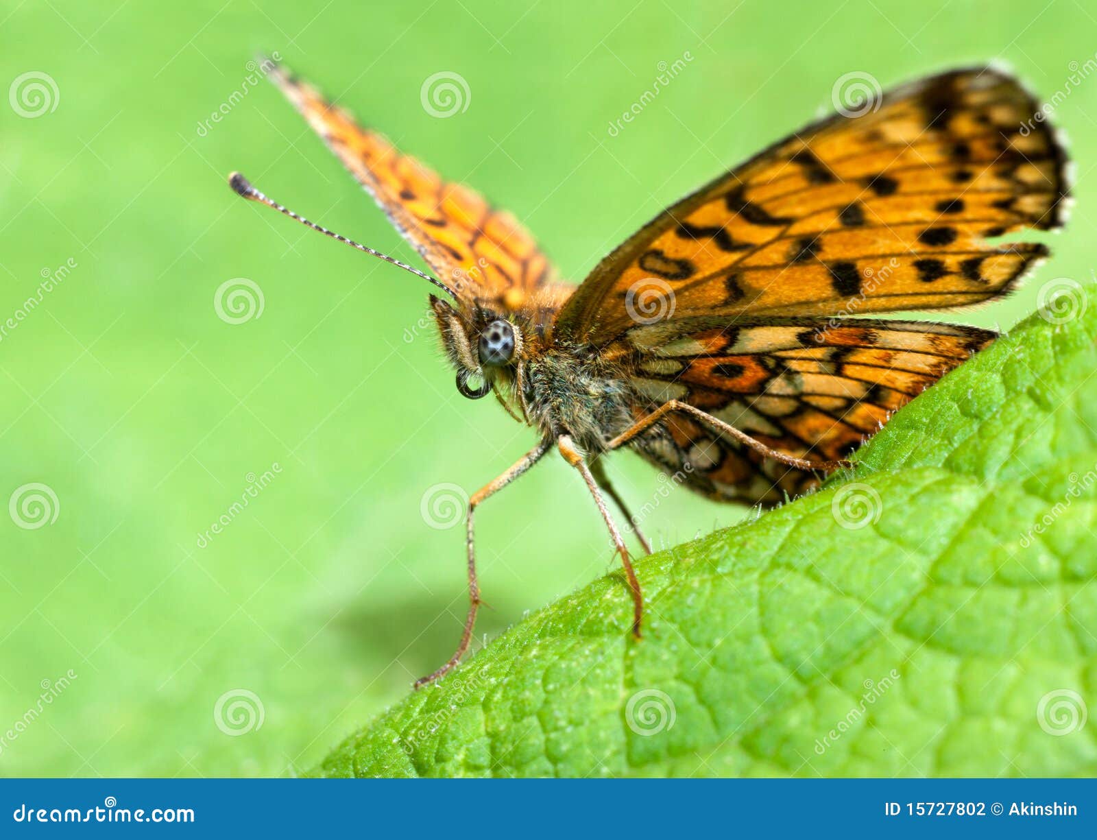 Butterfly stock photo. Image of leaf, beat, pilose, sitting - 15727802