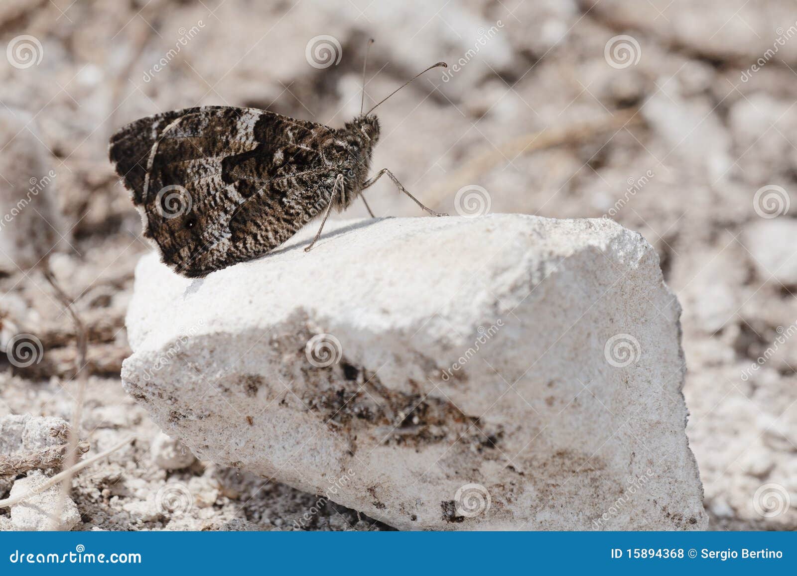 Butterfly on stone stock photo. Image of winged, butterfly - 15894368