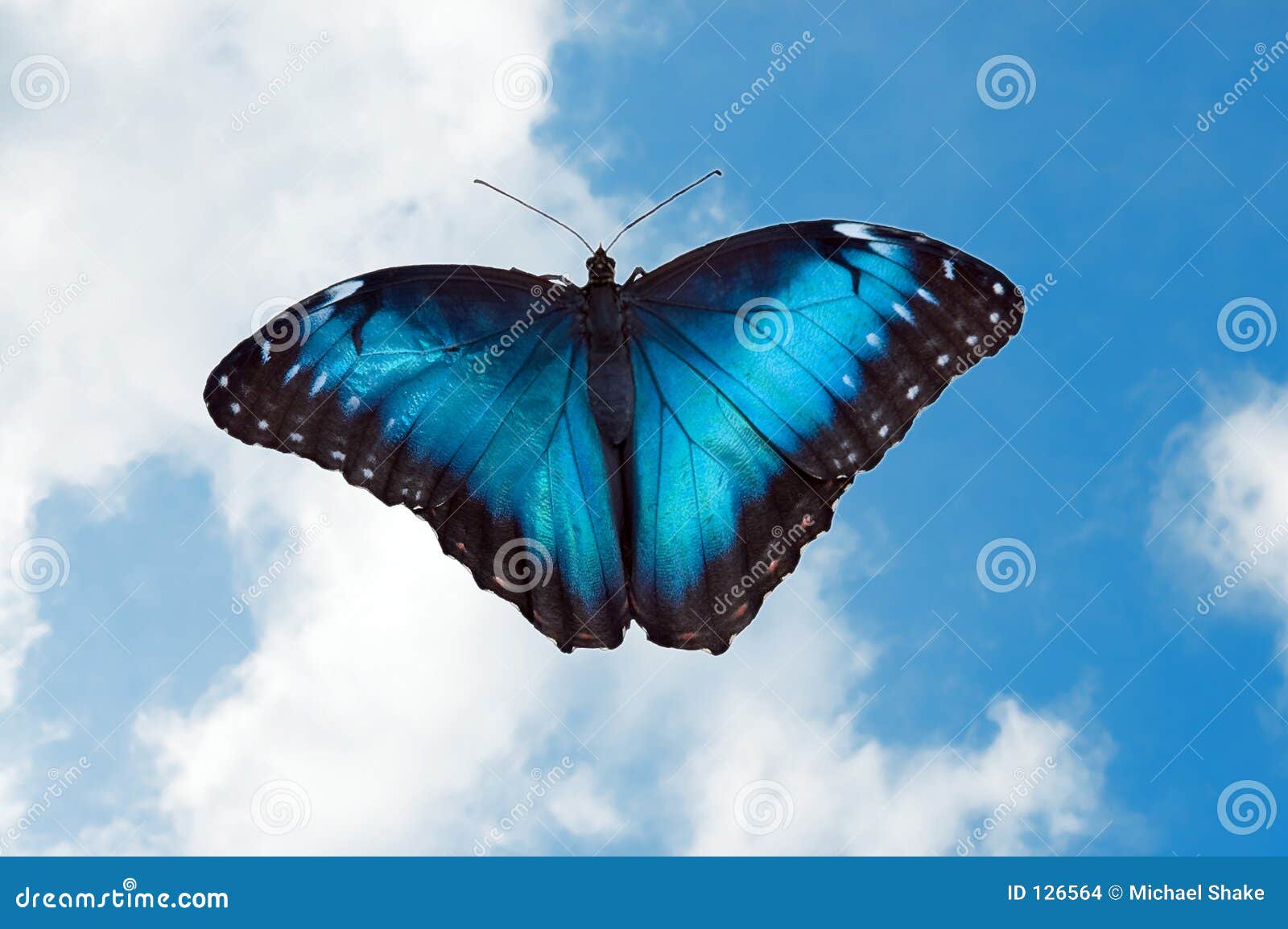 Butterfly 18 stock photo. Image of butterfly, morpho, isolated - 126564