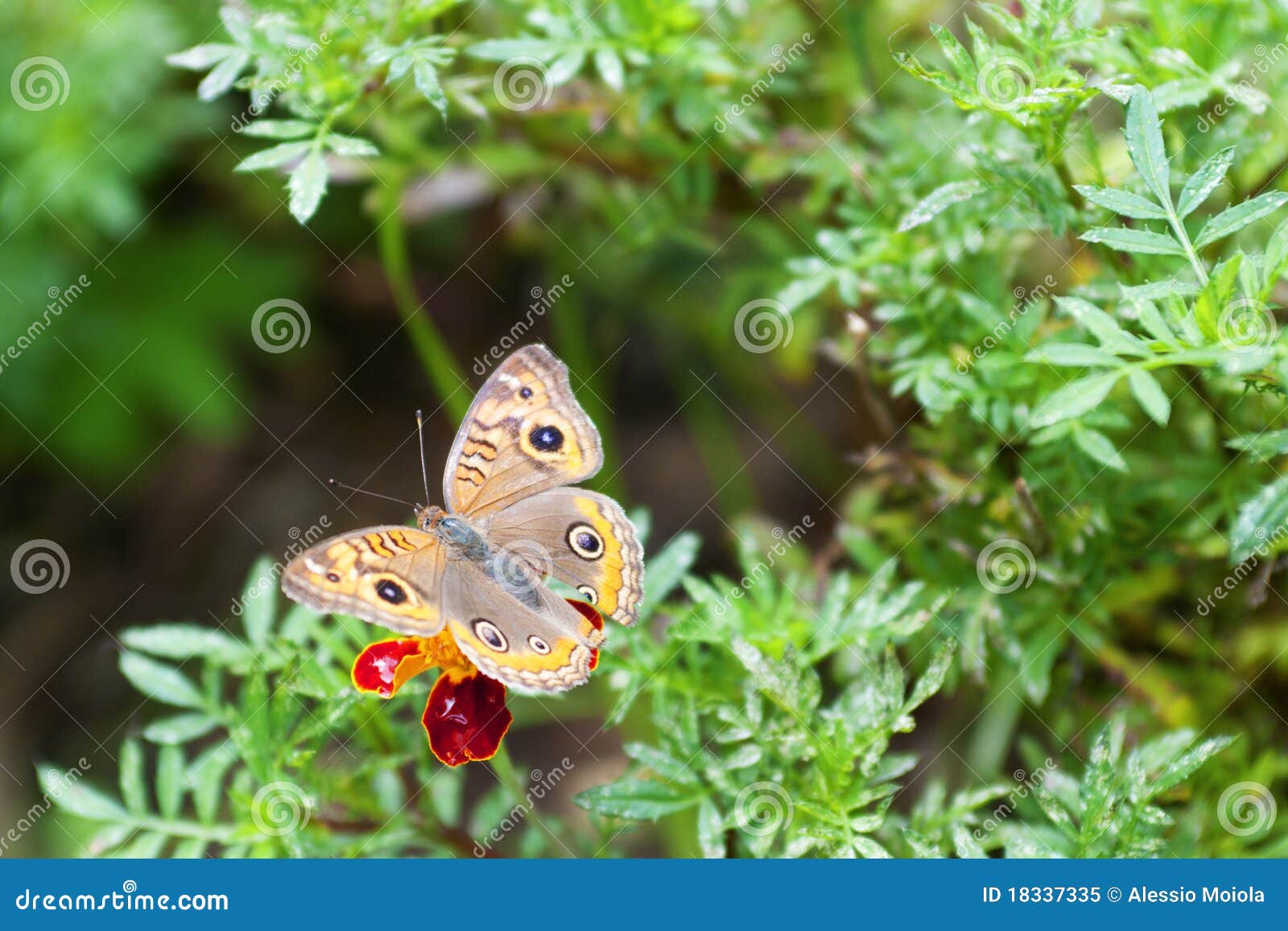 Butterfly stock image. Image of outside, spotted, life - 18337335