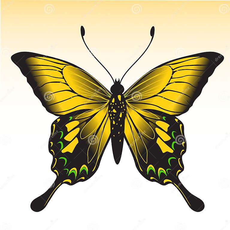 Butterfly stock vector. Illustration of butterfly, feeler - 18473413