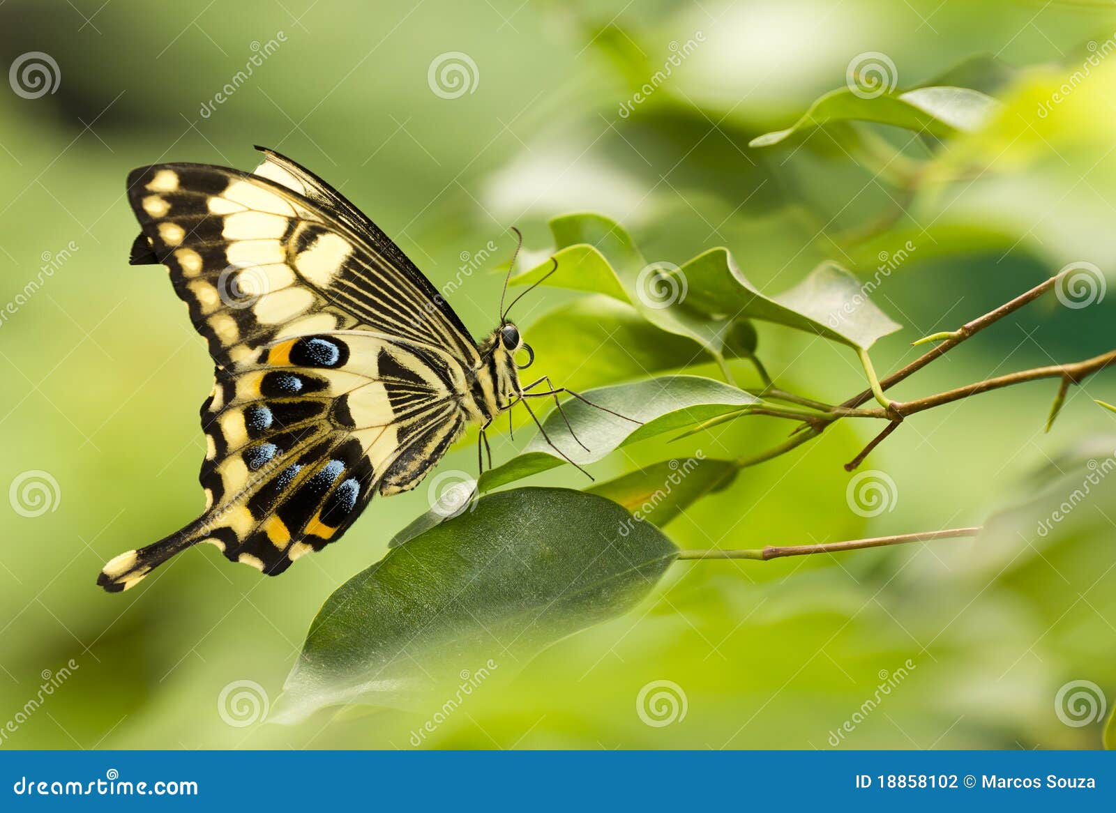 Butterfly stock photo. Image of environment, stress, garden - 18858102