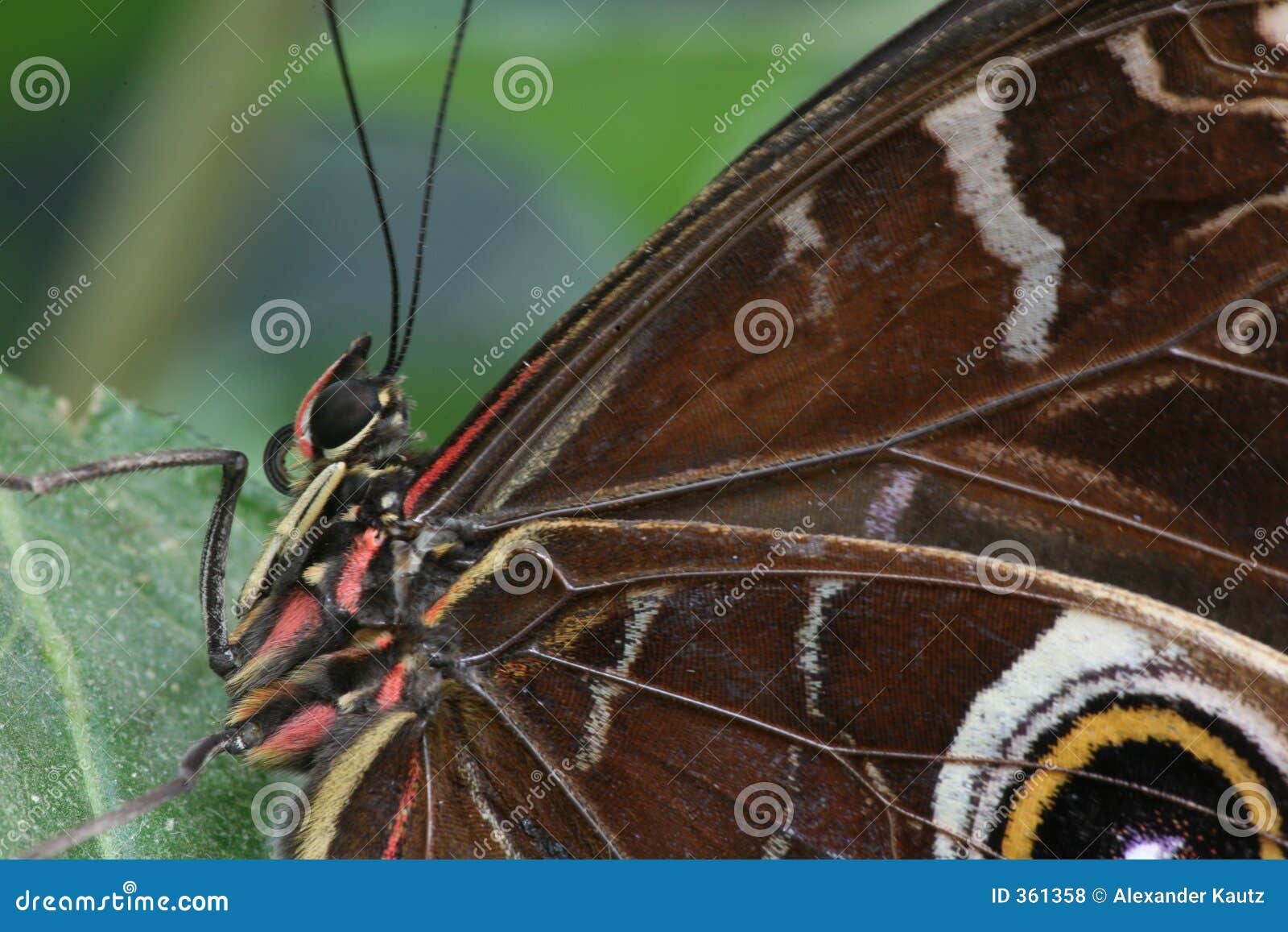 Butterfly 2 stock photo. Image of black, feeler, yellow - 361358