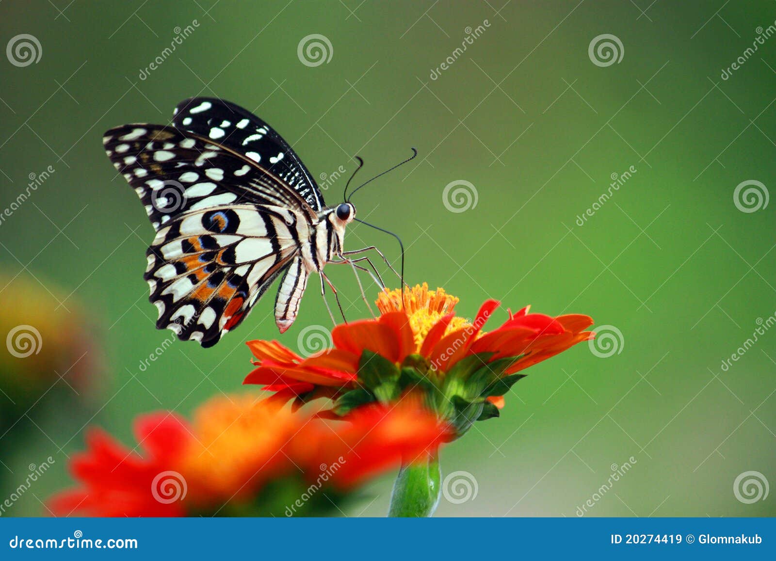452 Butterfly Points Stock Photos - Free & Royalty-Free Stock Photos ...