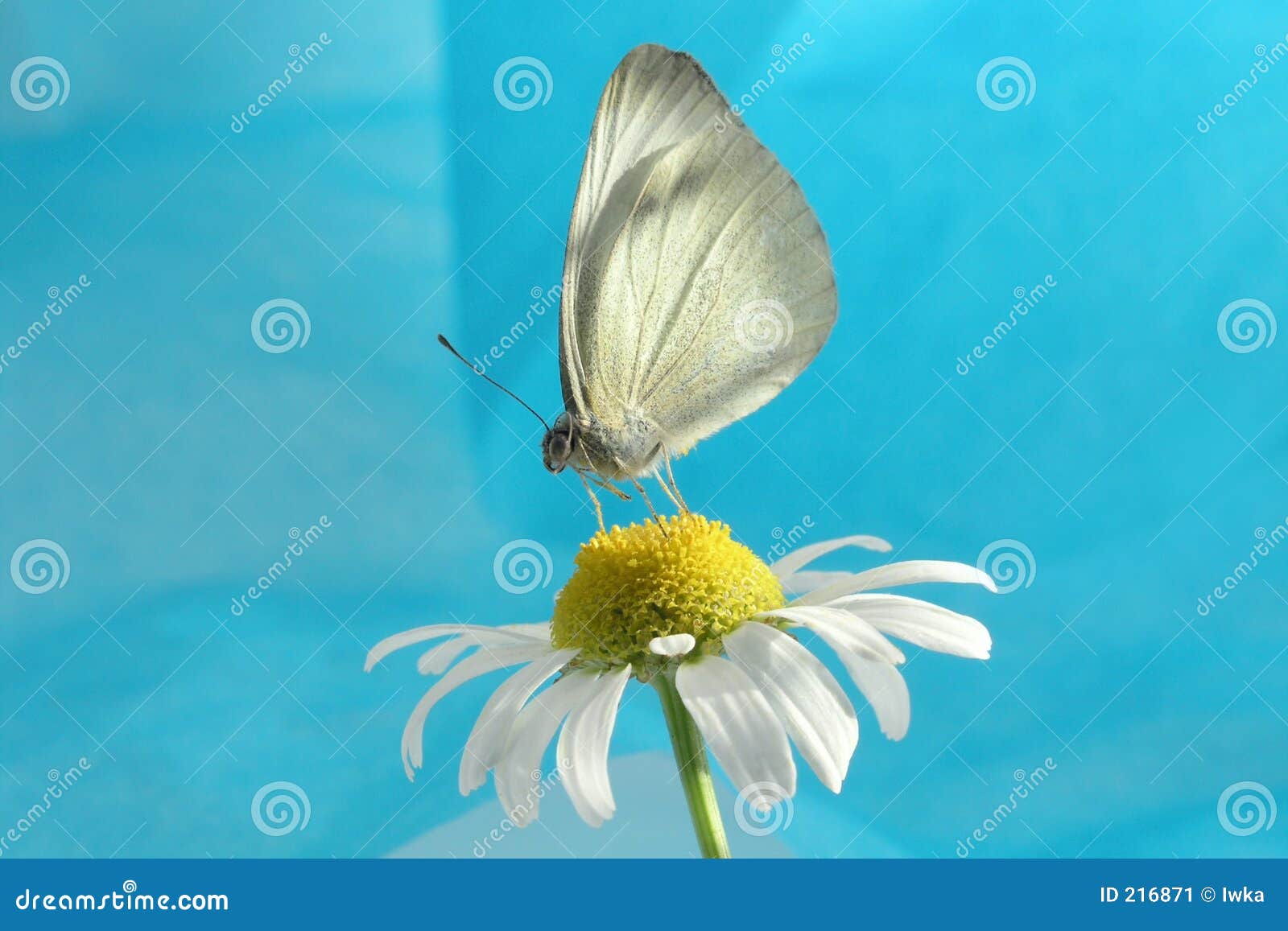 Butterfly stock image. Image of nice, bloom, nature, macro - 216871