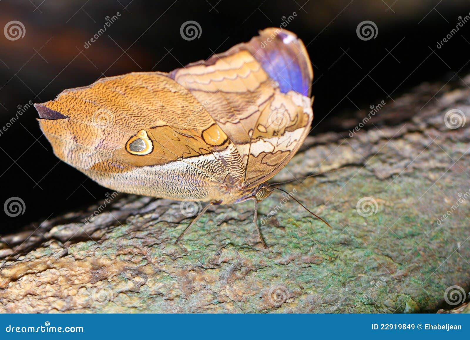 Butterfly stock image. Image of conservation, exotic - 22919849