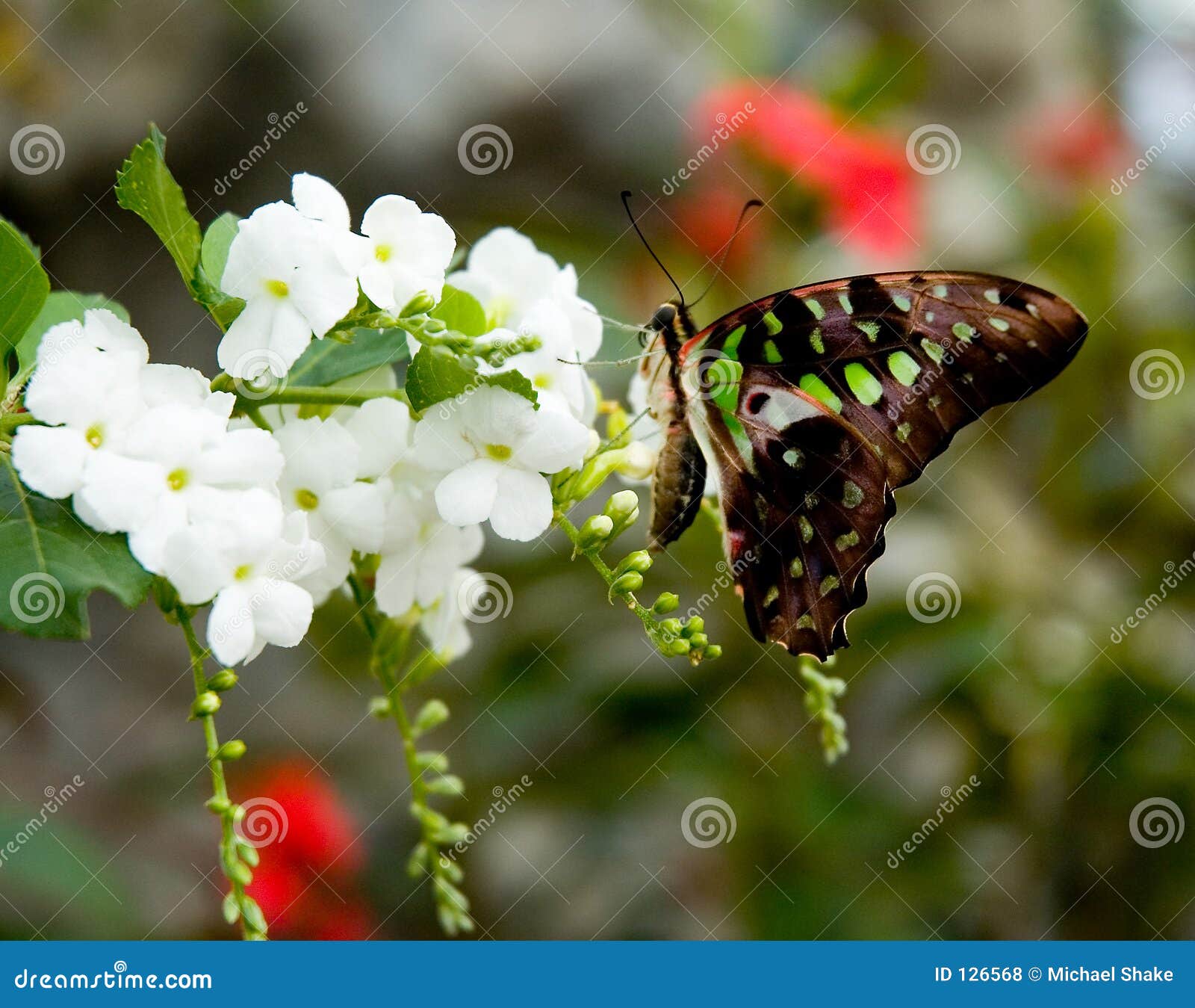 Butterfly 25 stock photo. Image of close, insect, nature - 126568