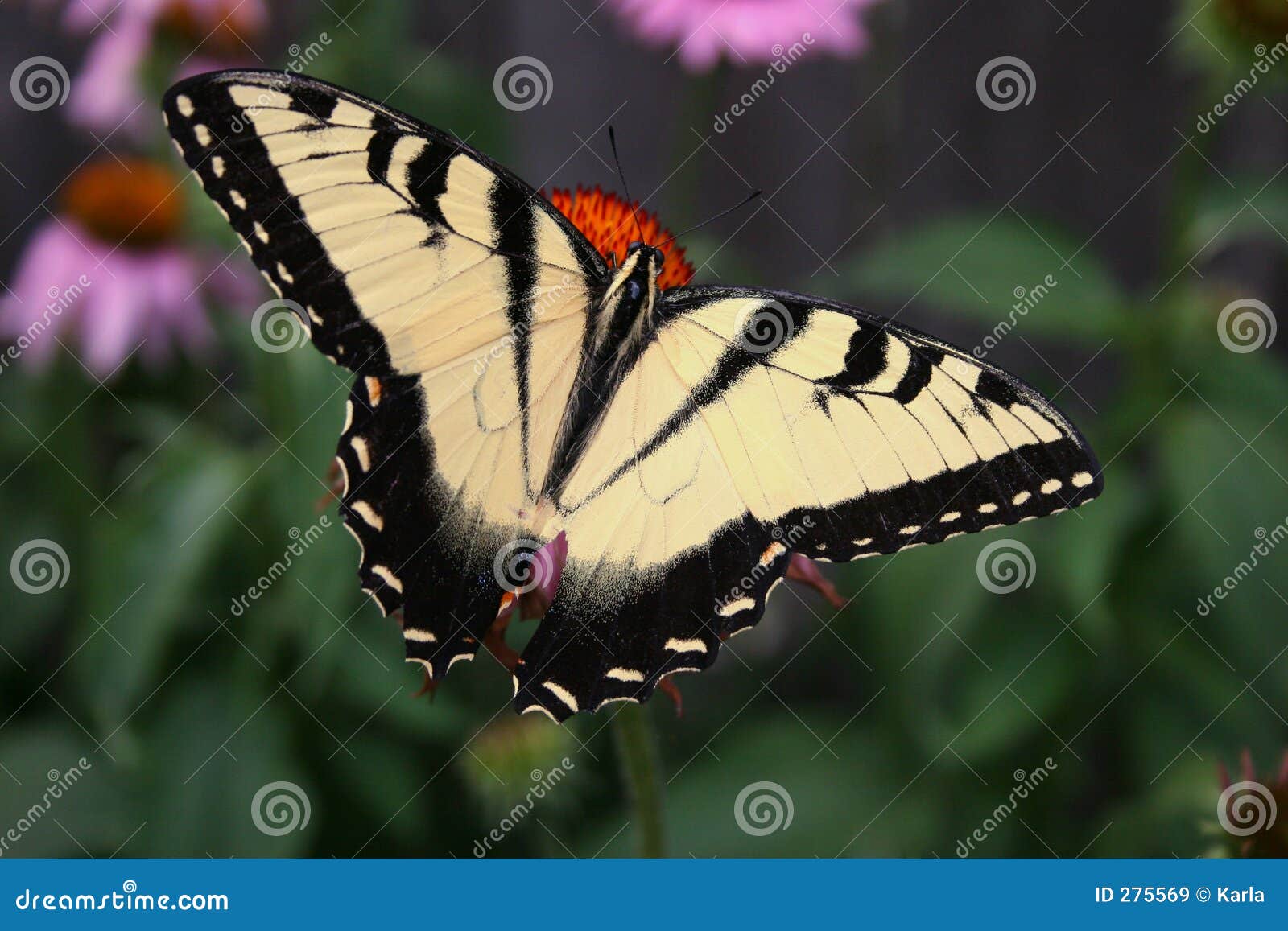 Butterfly stock image. Image of leaves, insect, light, colorful - 275569