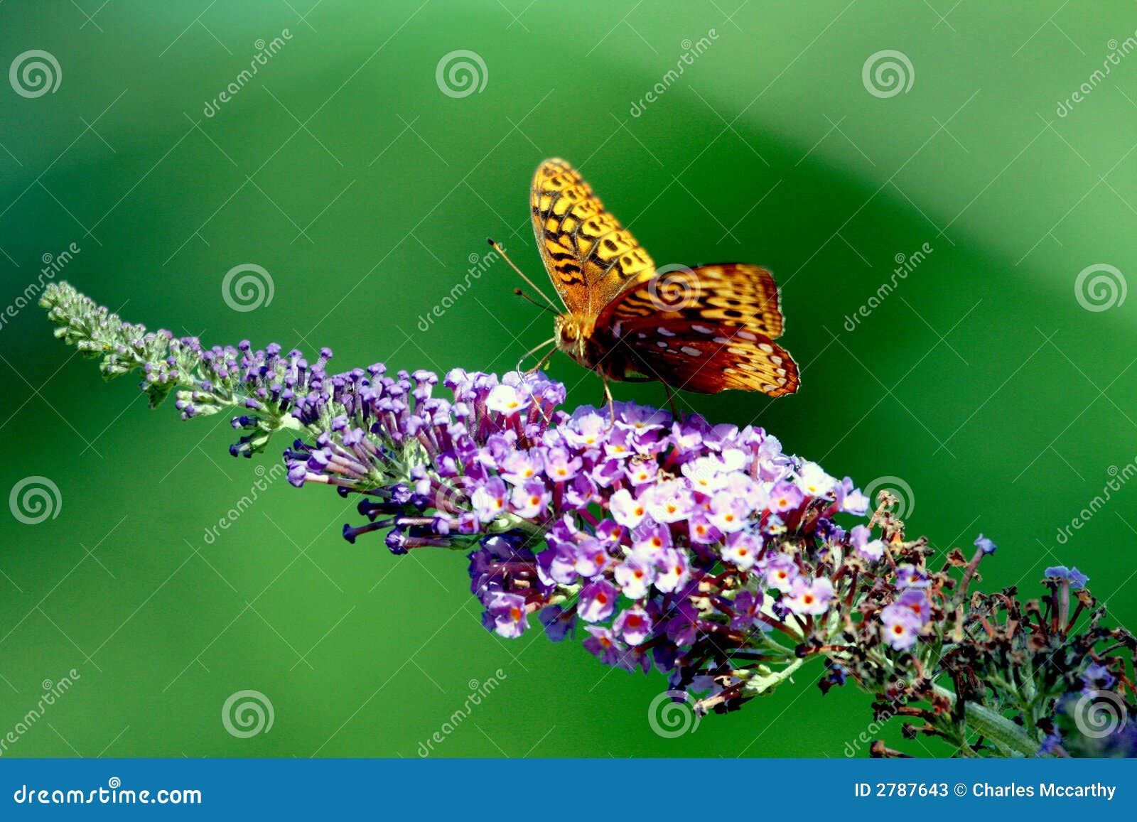 Butterfly stock image. Image of closeup, green, beauty - 2787643