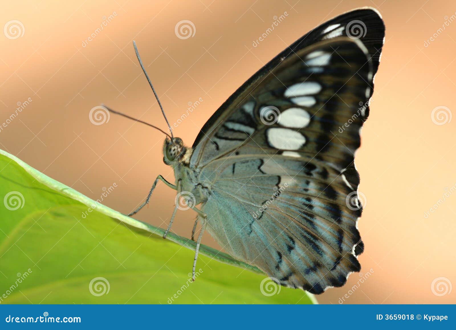 Butterfly stock photo. Image of macro, fragile, insect - 3659018