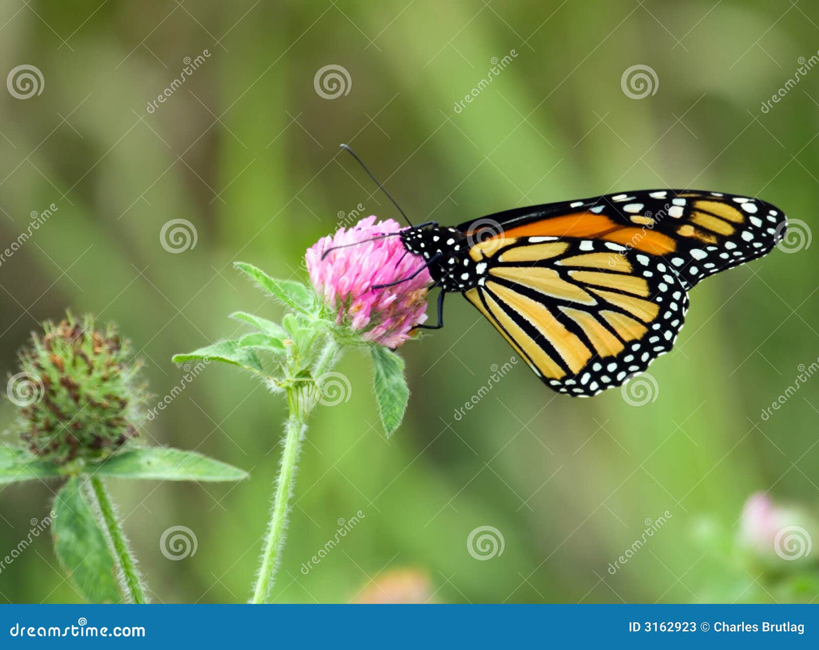 Butterfly (4) stock image. Image of closeup, colorful - 3162923