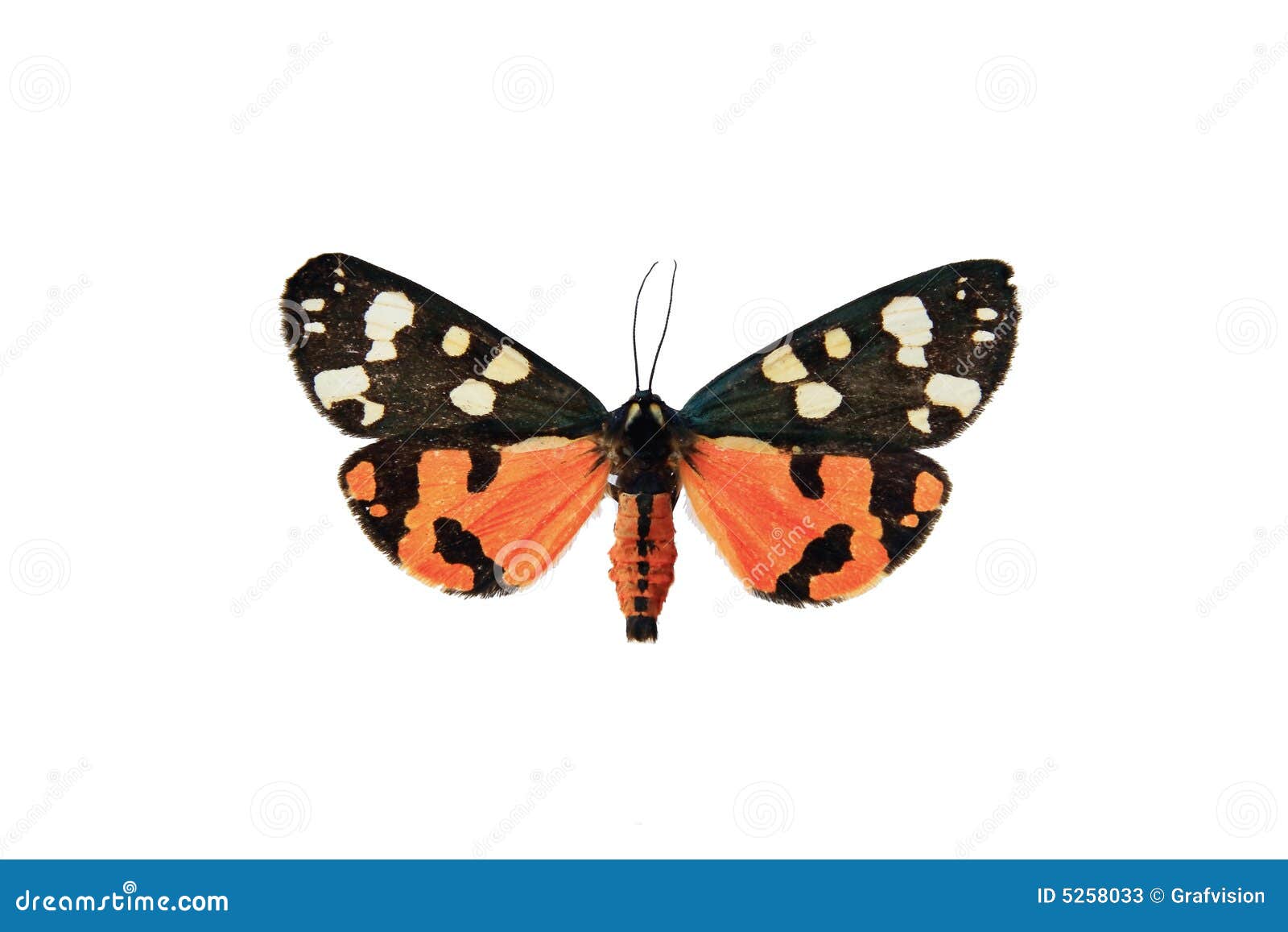 Woolly Bears, Carpet Beetle, Anthrenus Scrophularieae, Buffalo Moth ...