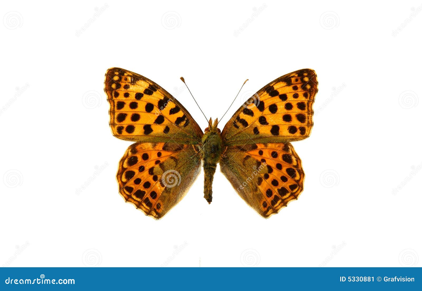 Butterfly stock image. Image of proximity, butterfly, black - 5330881