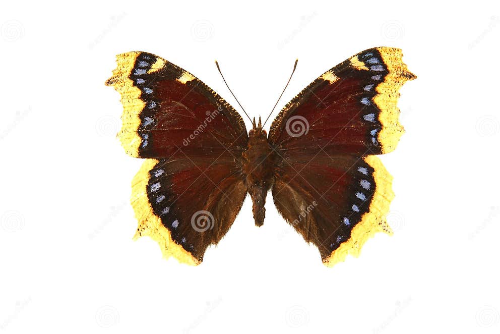 Butterfly stock photo. Image of white, proximity, close - 5330912