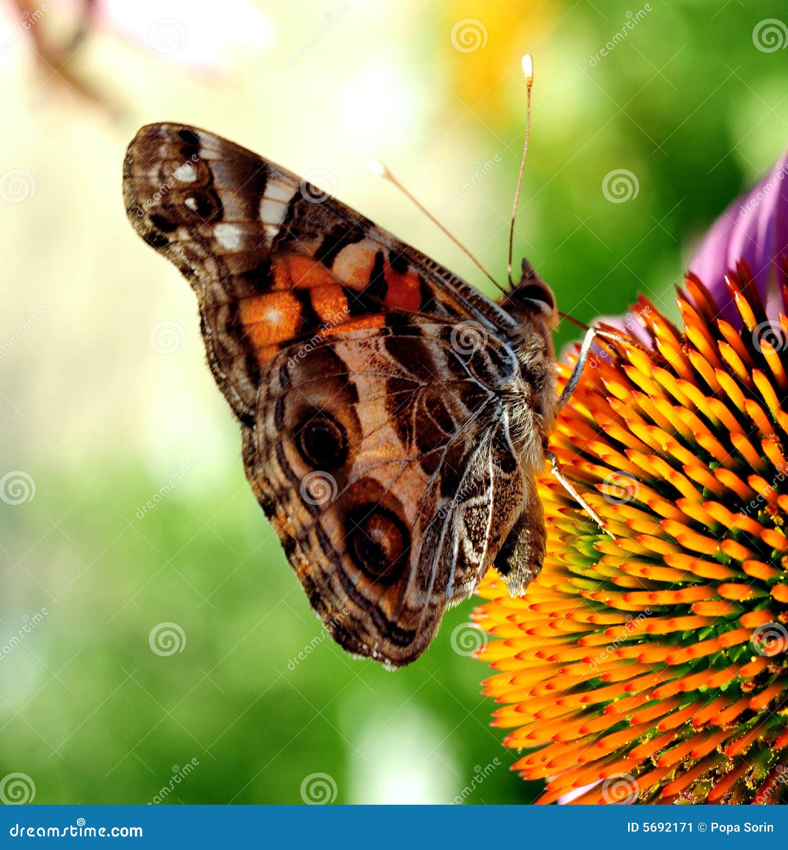 Butterfly stock image. Image of plant, green, nature, wildlife - 5692171