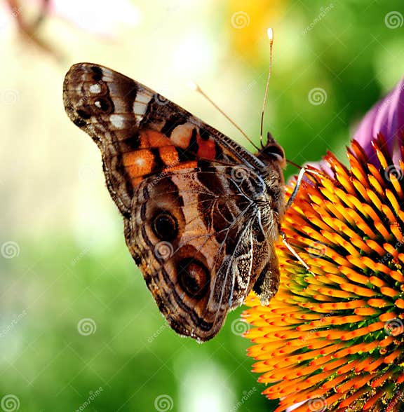 Butterfly stock image. Image of plant, green, nature, wildlife - 5692171