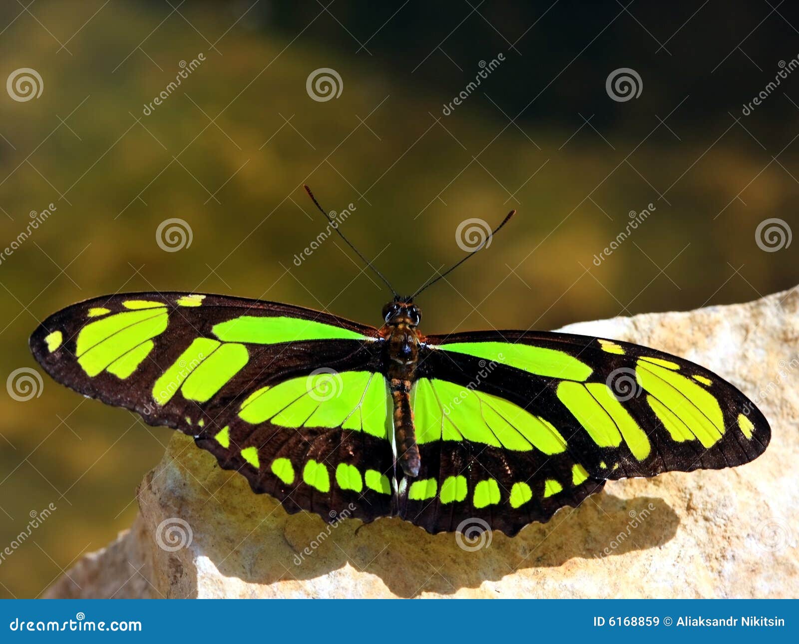 Butterfly stock image. Image of bright, ornamental, monarch - 6168859