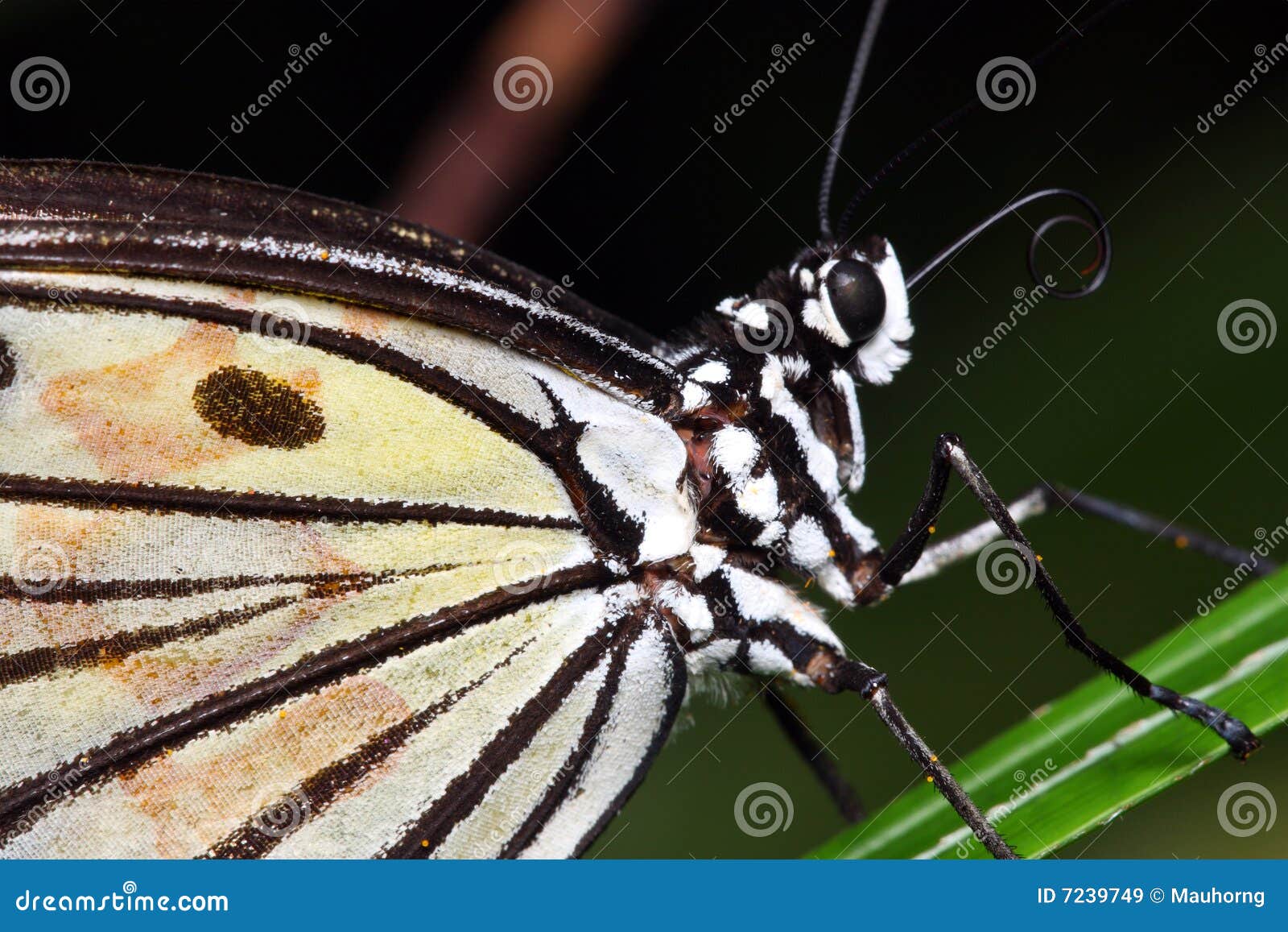 Butterfly stock image. Image of small, butterfly, natural - 7239749