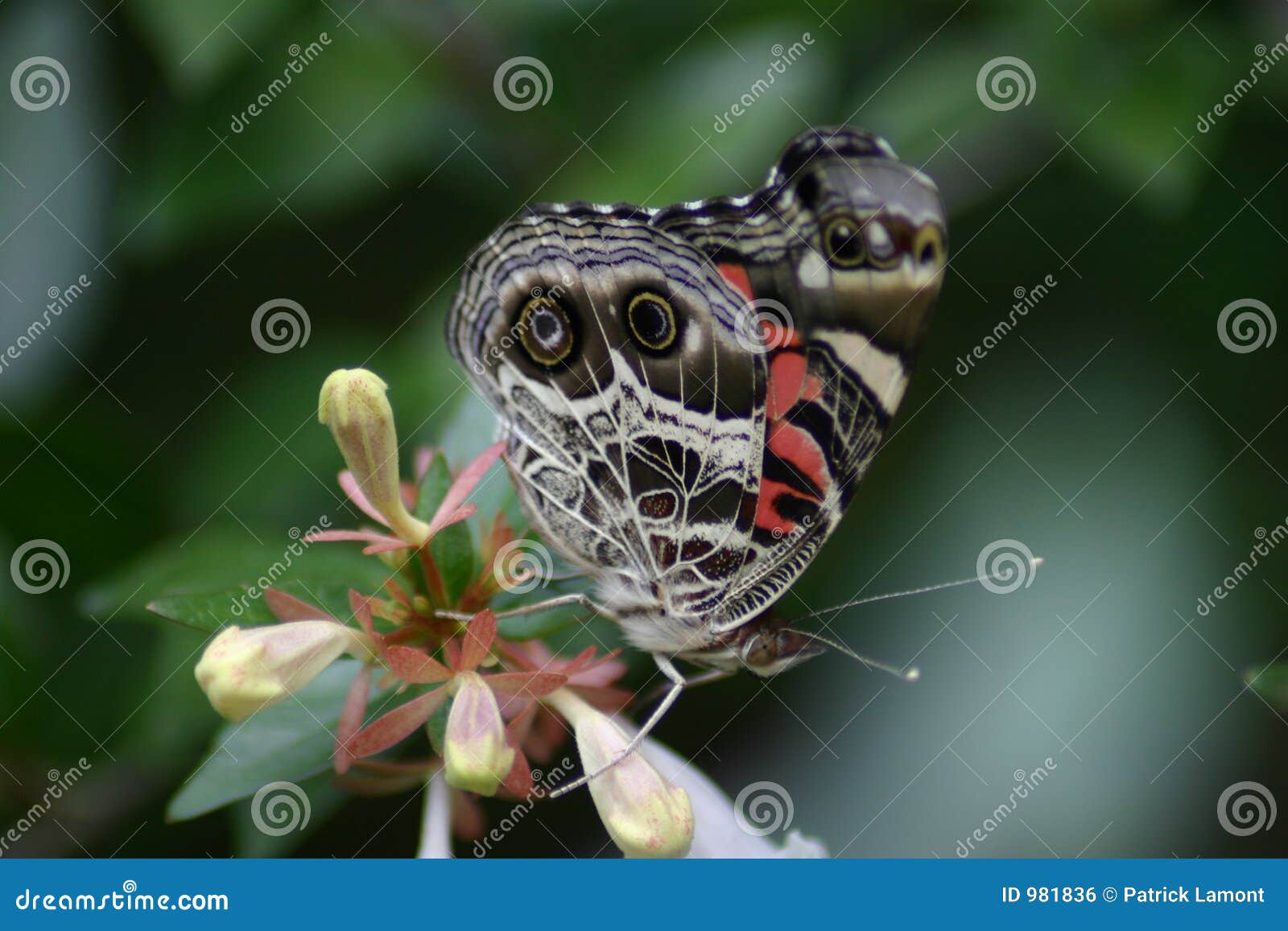 1,953 Butterfly Perch Photos - Free & Royalty-Free Stock Photos from ...