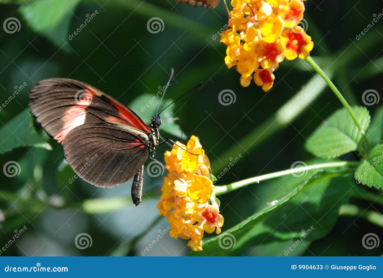 Butterfly stock image. Image of orange, wings, butterflies - 9904633