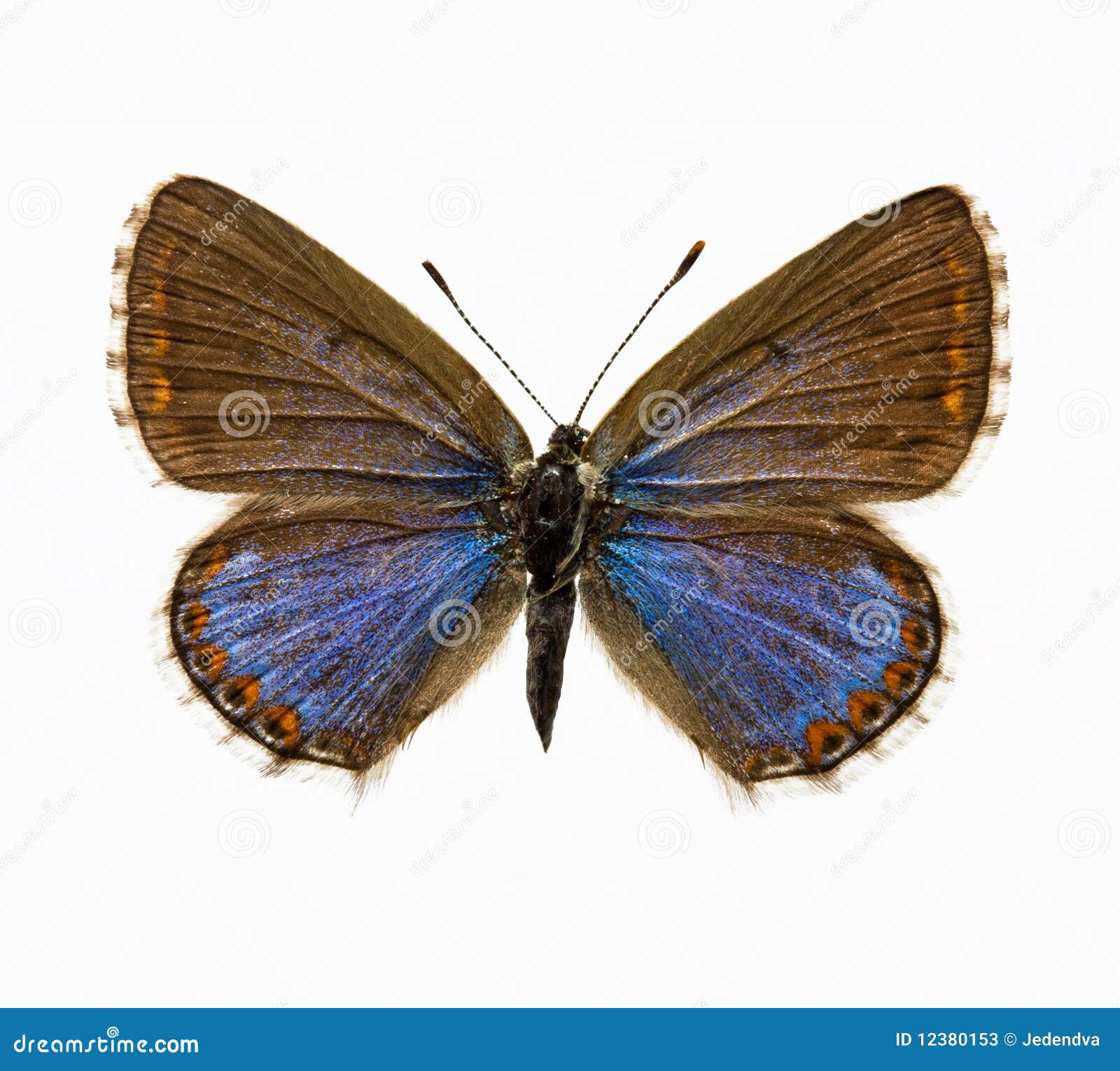 Adonis Blue Butterfly Royalty-Free Stock Photography | CartoonDealer ...