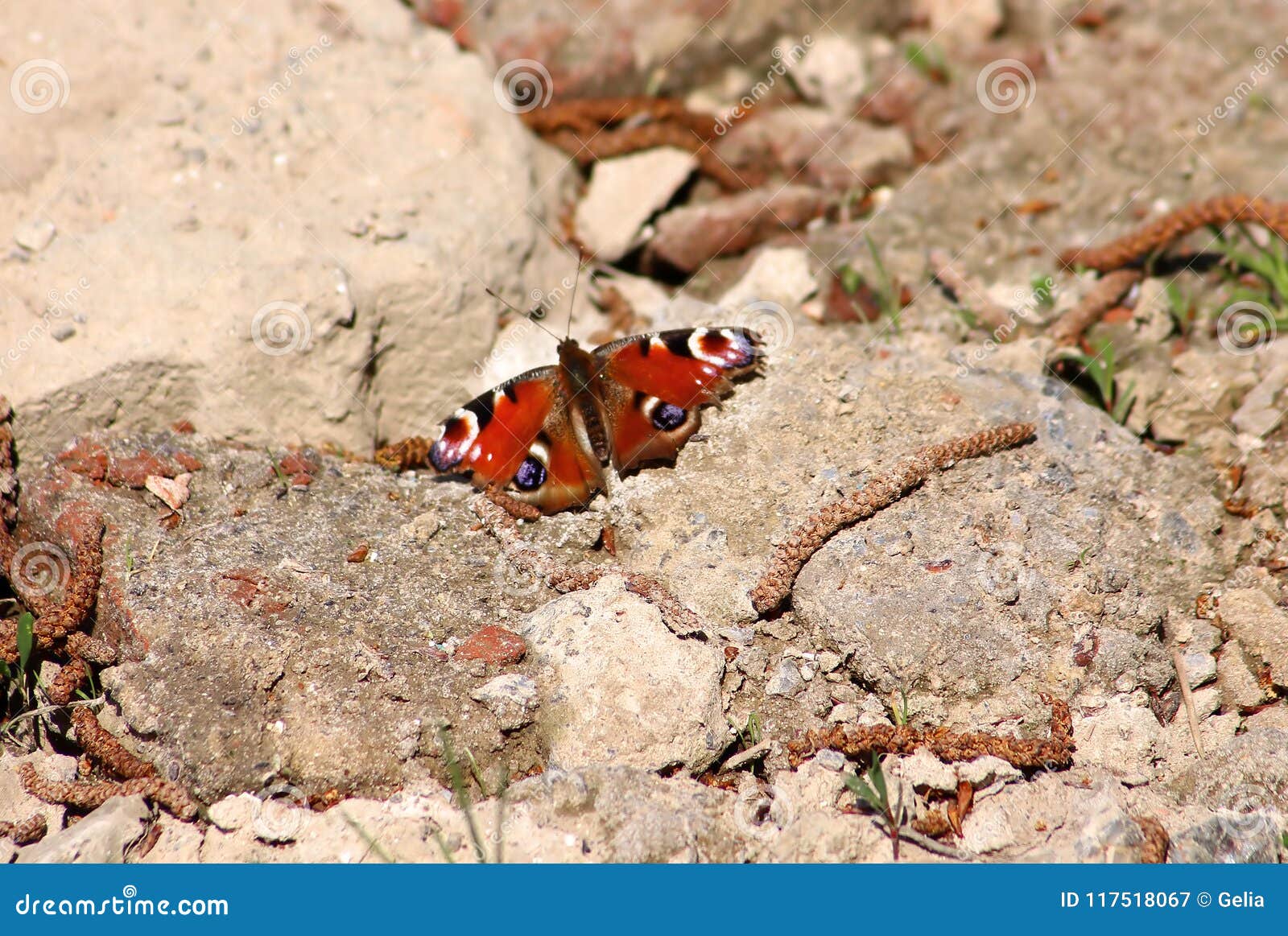 Butterfly Aglais Io Peacock Butterfly on the Stones Stock Image - Image ...