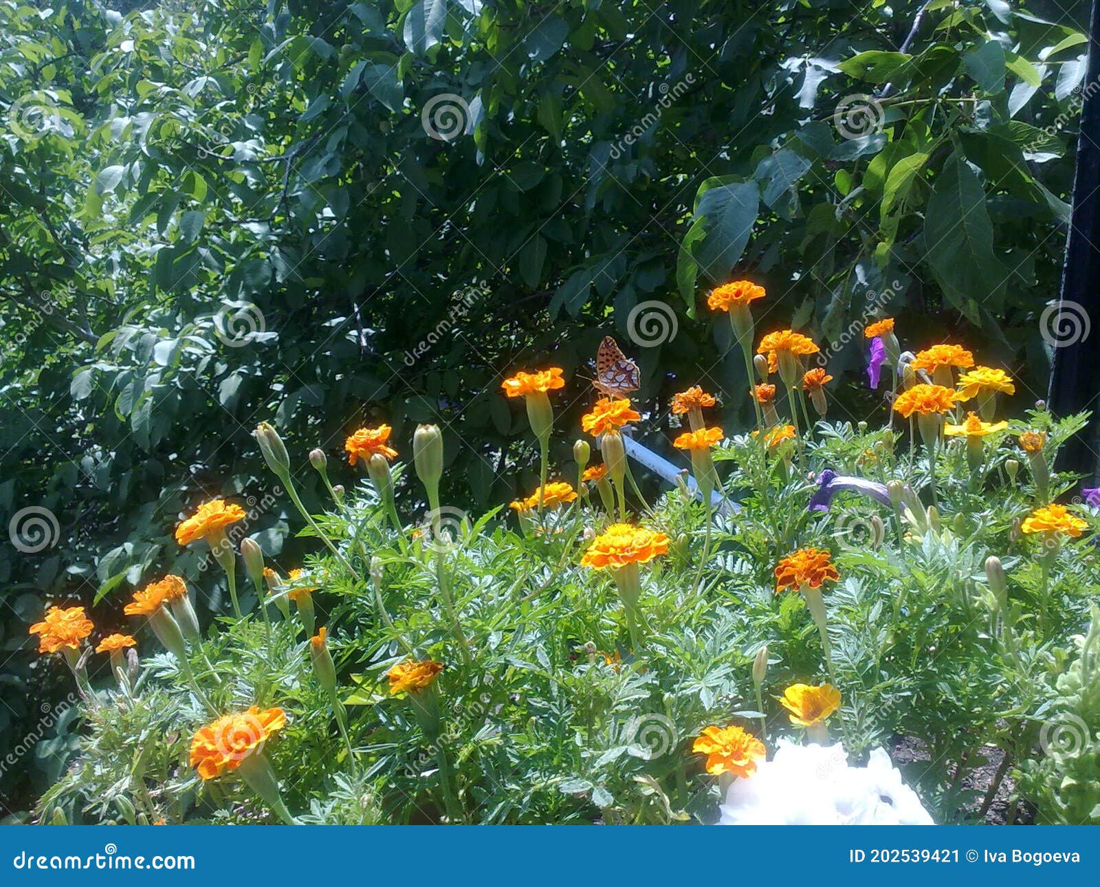 Marigold And Violet Bouquet Royalty-Free Stock Photo | CartoonDealer ...