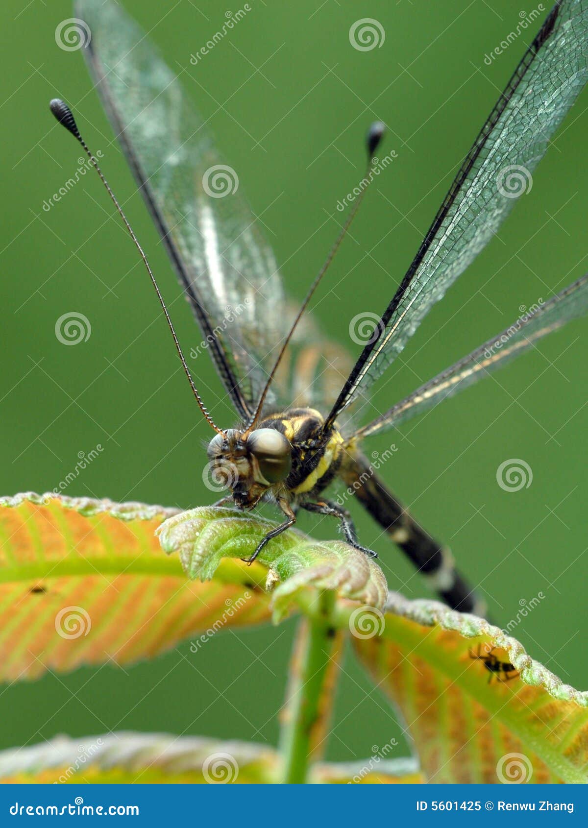 Butterfly angle sandfly stock image. Image of daytime - 5601425