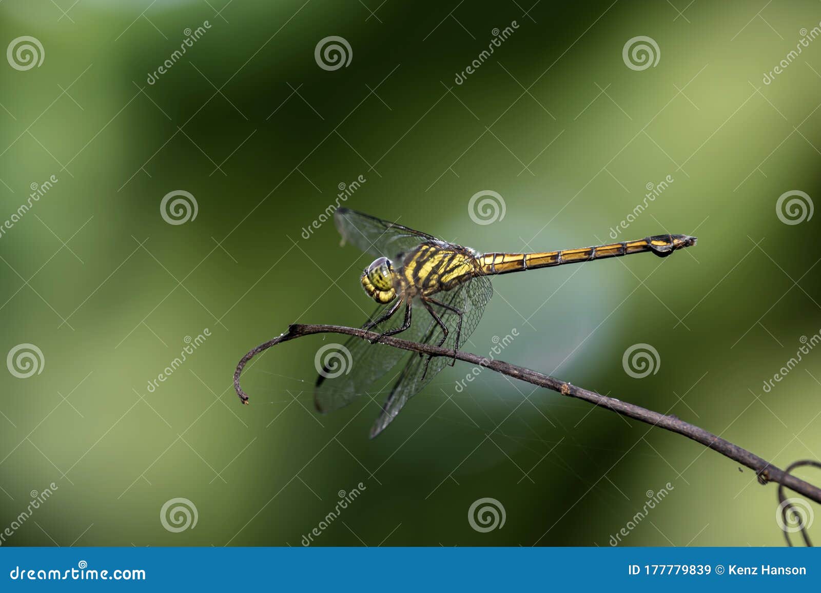 Butterfly Animals on Branches. Long Tailed and Winged Insects Stock ...