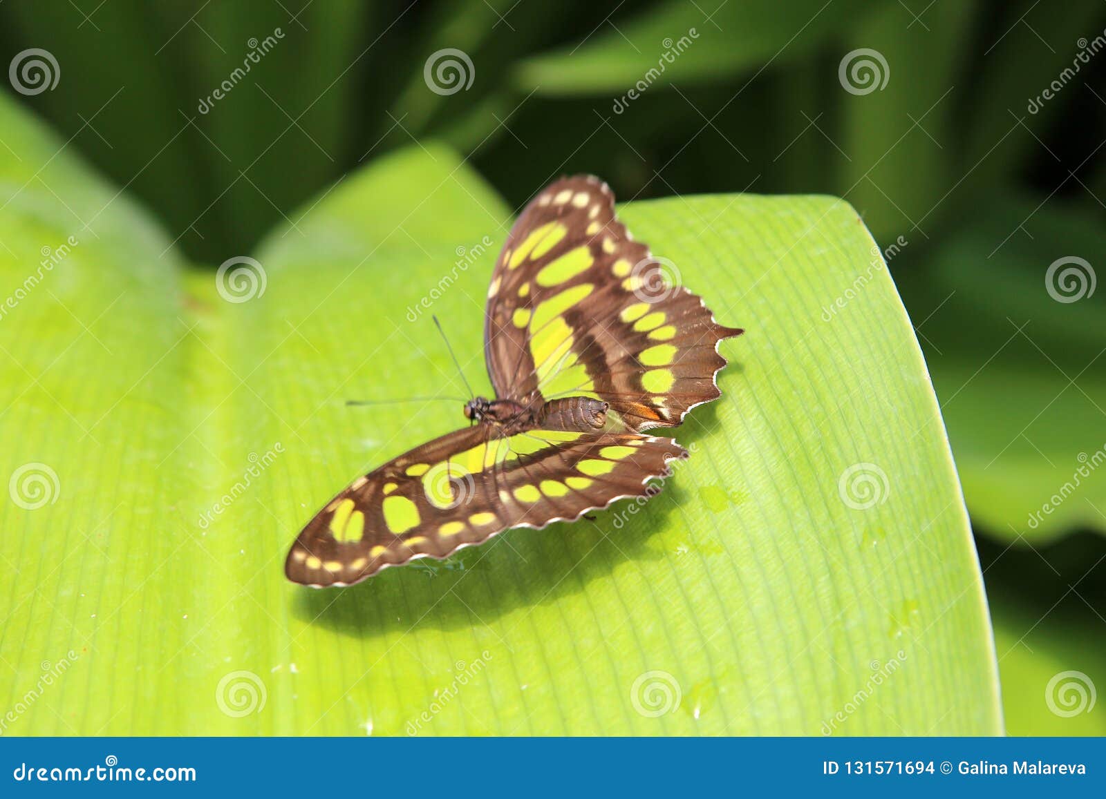Butterfly Animals Leaves Green Insects Stock Photography ...
